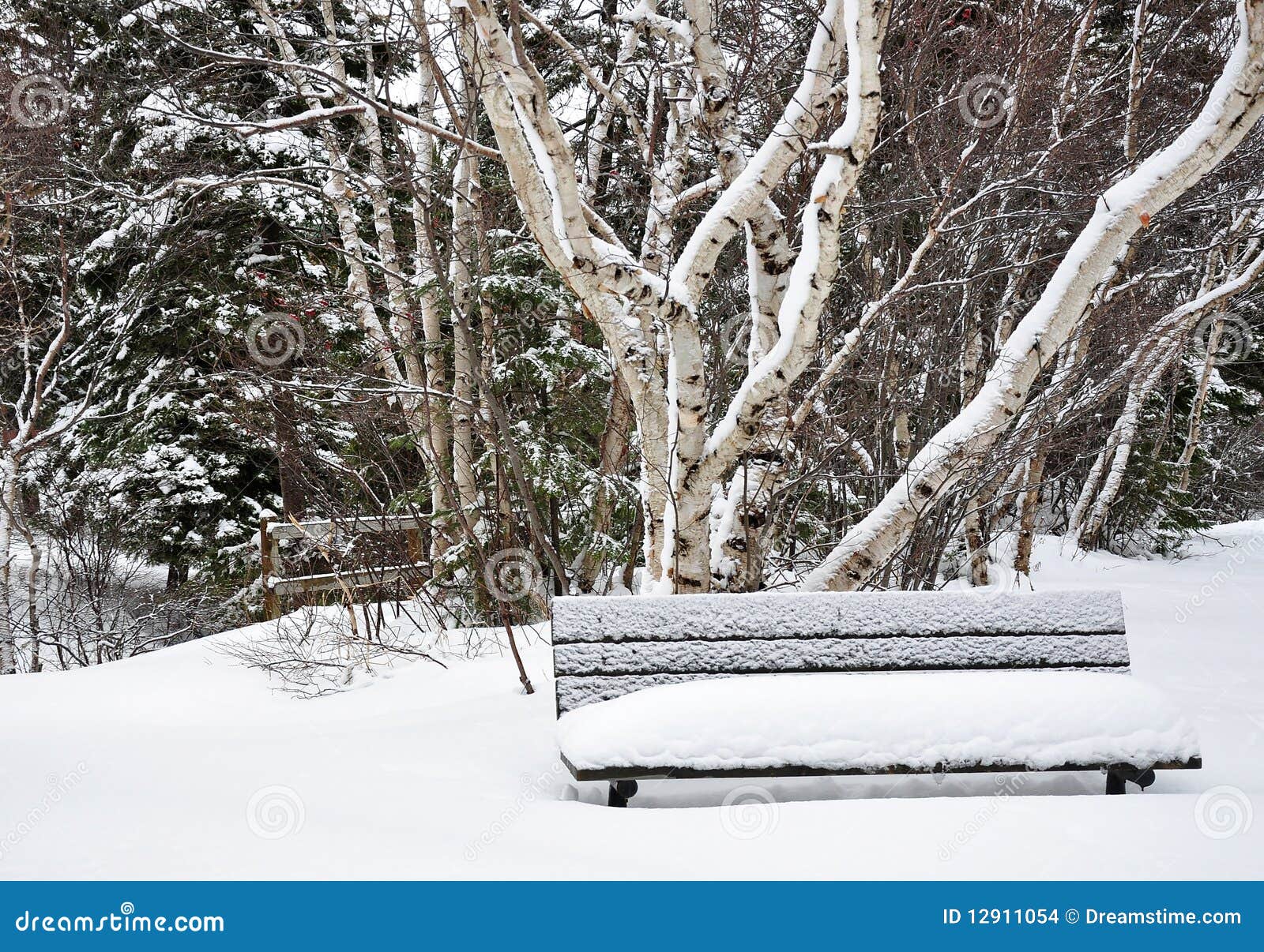 Snow Covered Bench in Winter Stock Photo - Image of countryside, trees ...