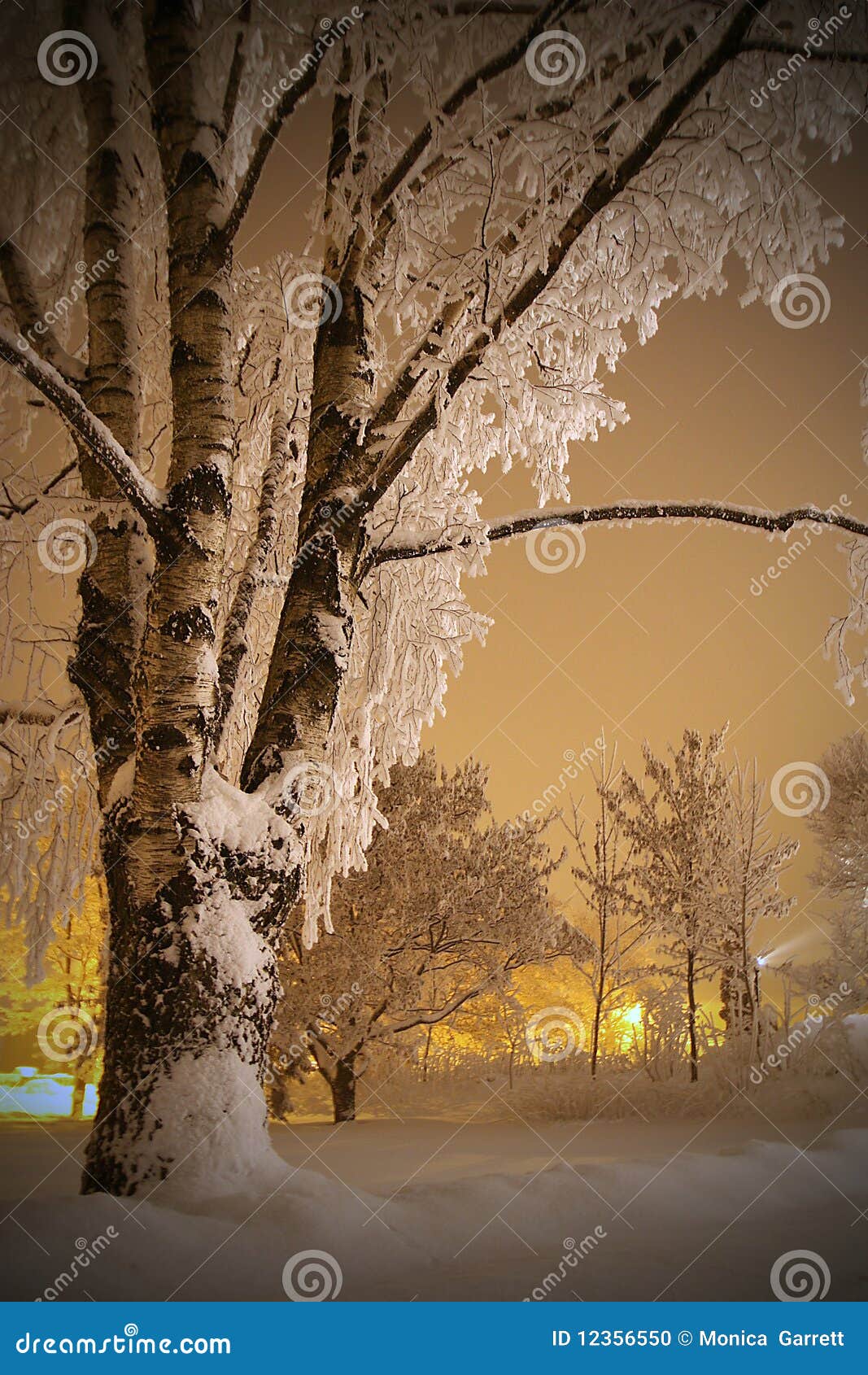 Snow covered birch stock photo. Image of yellow, christmas - 12356550