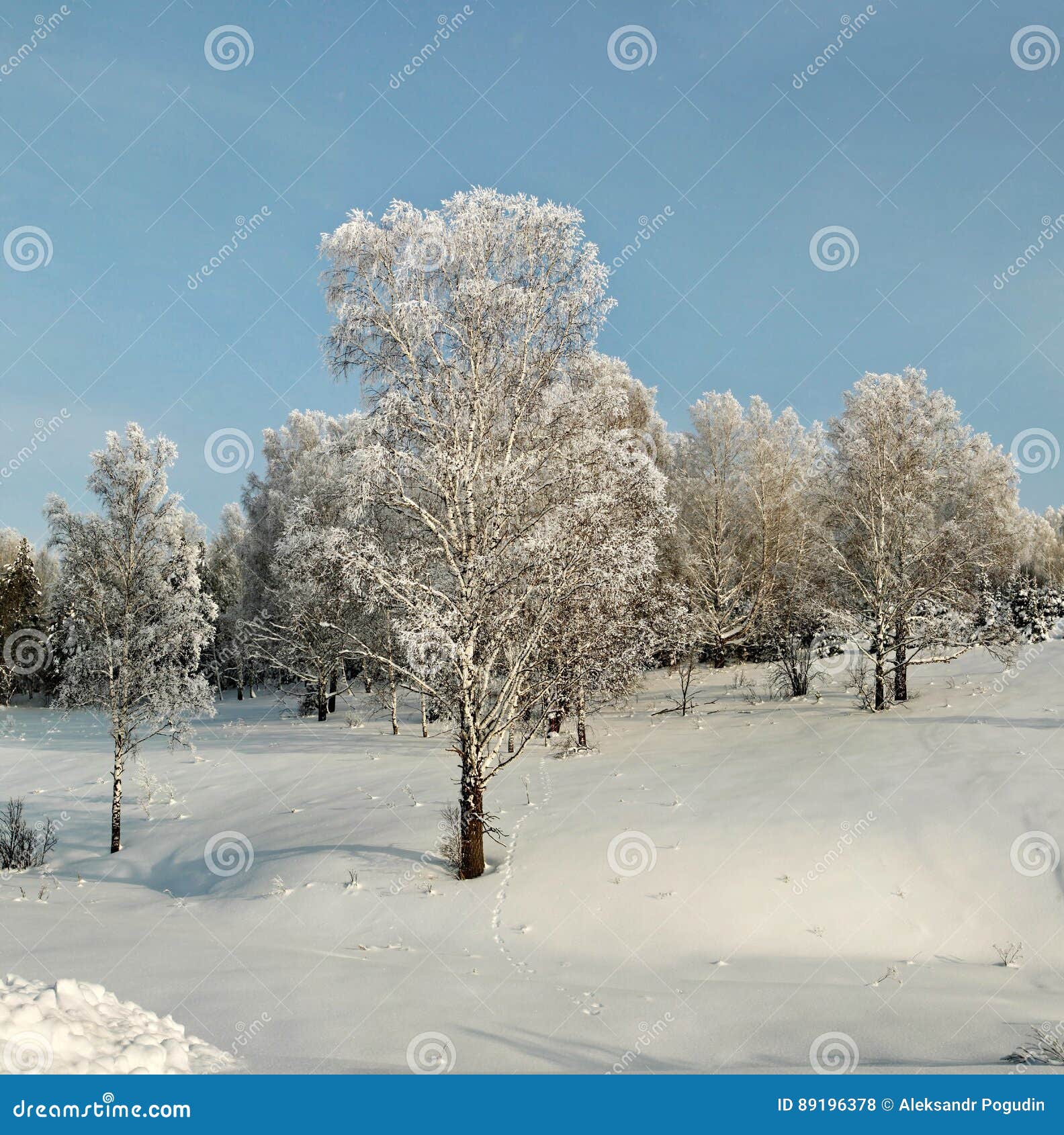 Snow Covered Birch Grove on the Winter Slope Stock Photo - Image of ...