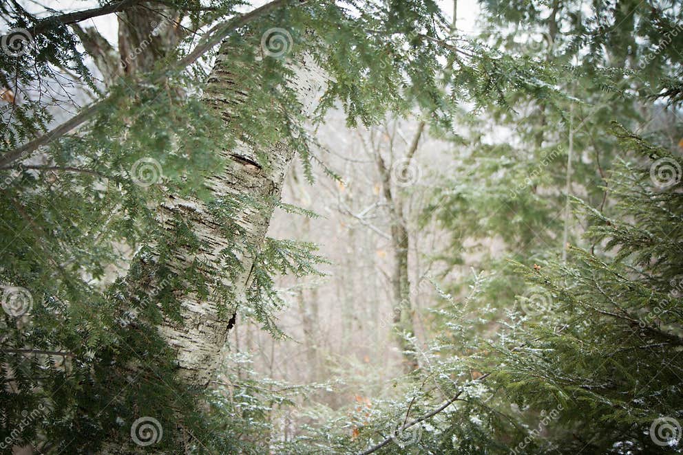 Snow Covered Birch stock image. Image of snowy, nature - 90171363