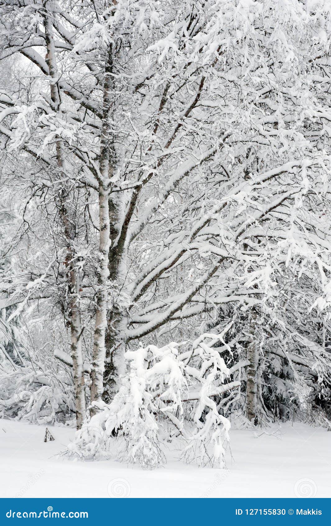 Snow Covered Birch Tree in Winter Stock Photo - Image of climate ...
