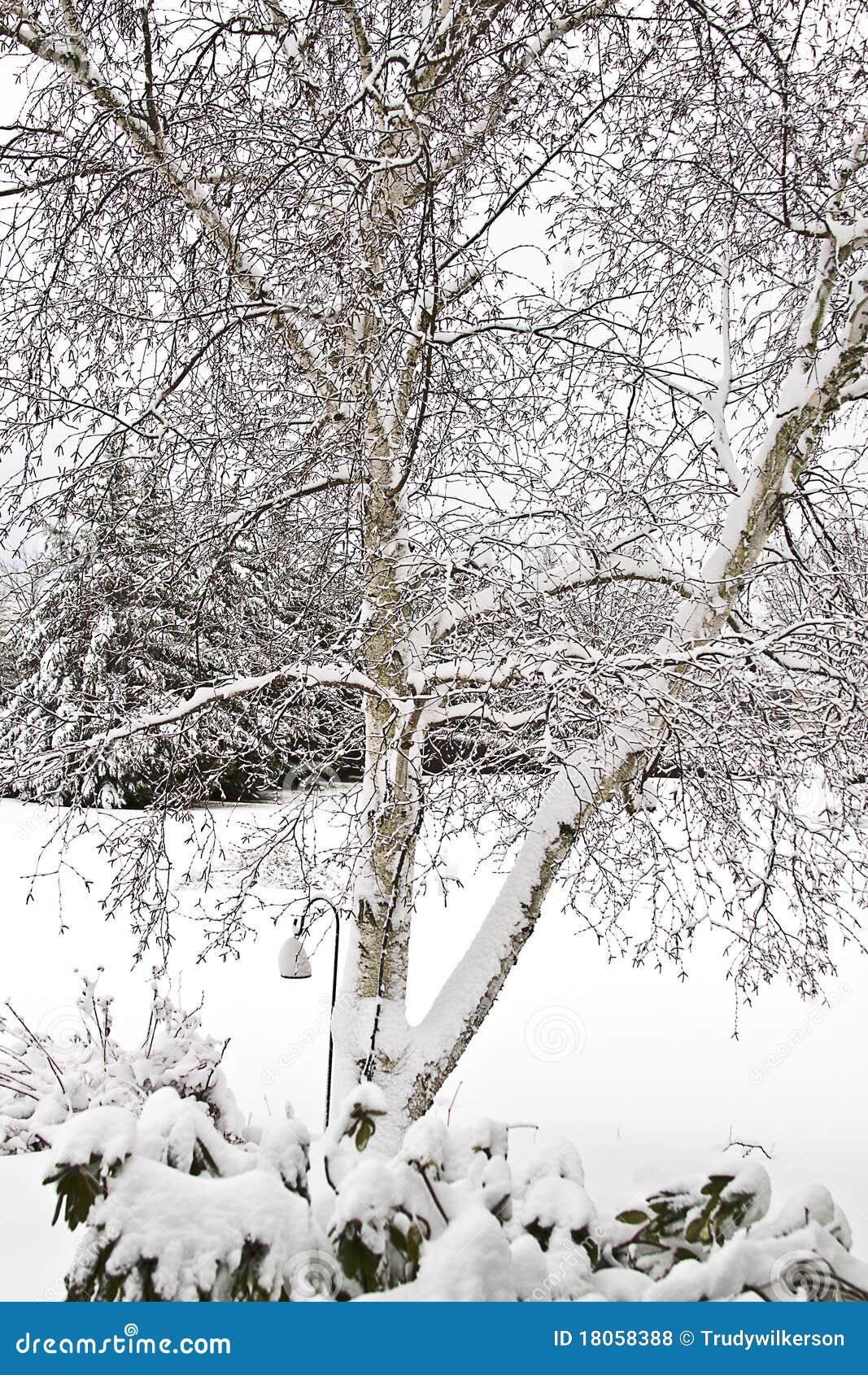 Snow covered Birch Tree stock photo. Image of storm, bushes - 18058388