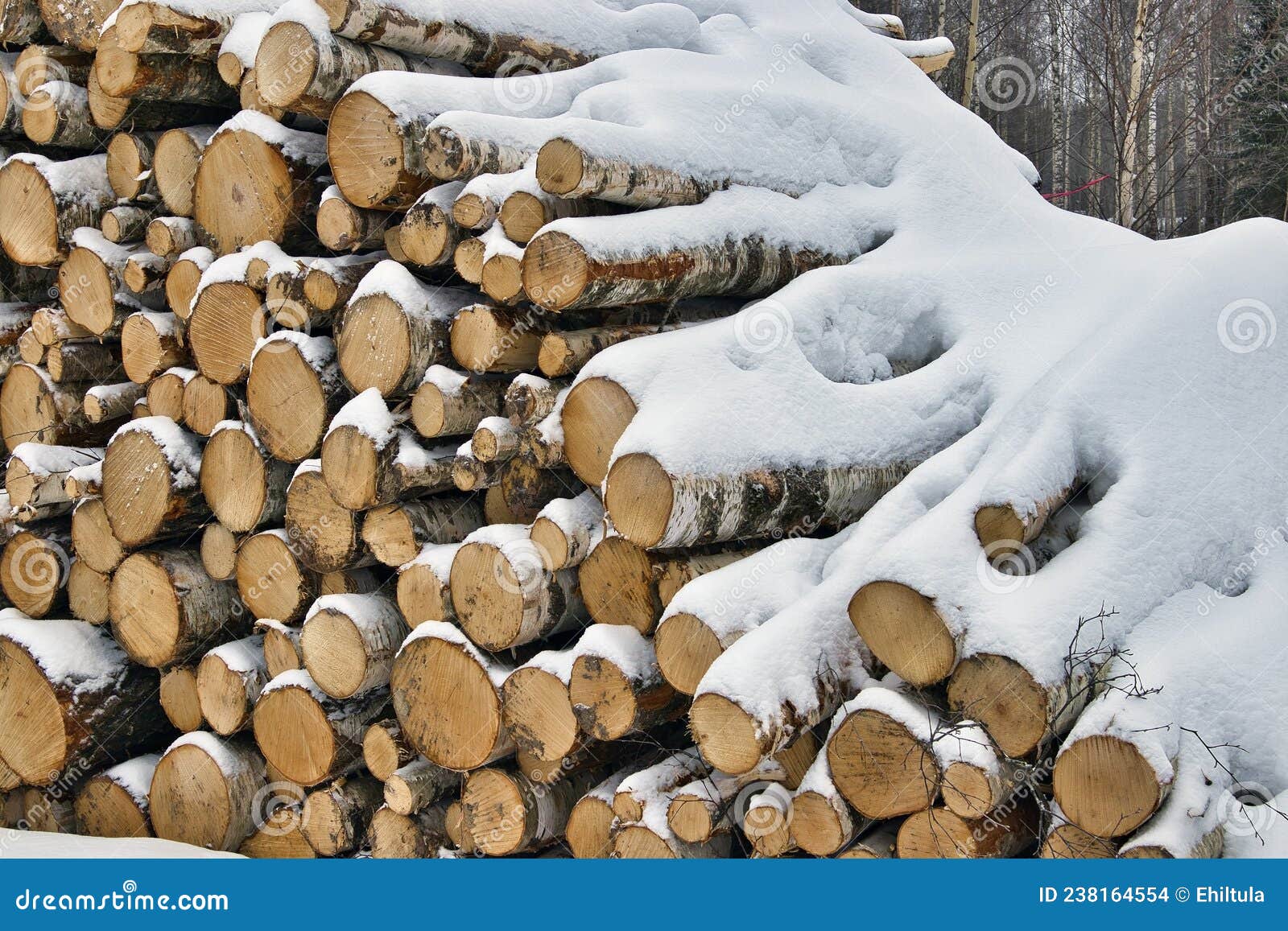 Snow Covered Birch Tree Logs in Winter Stock Photo - Image of covered ...