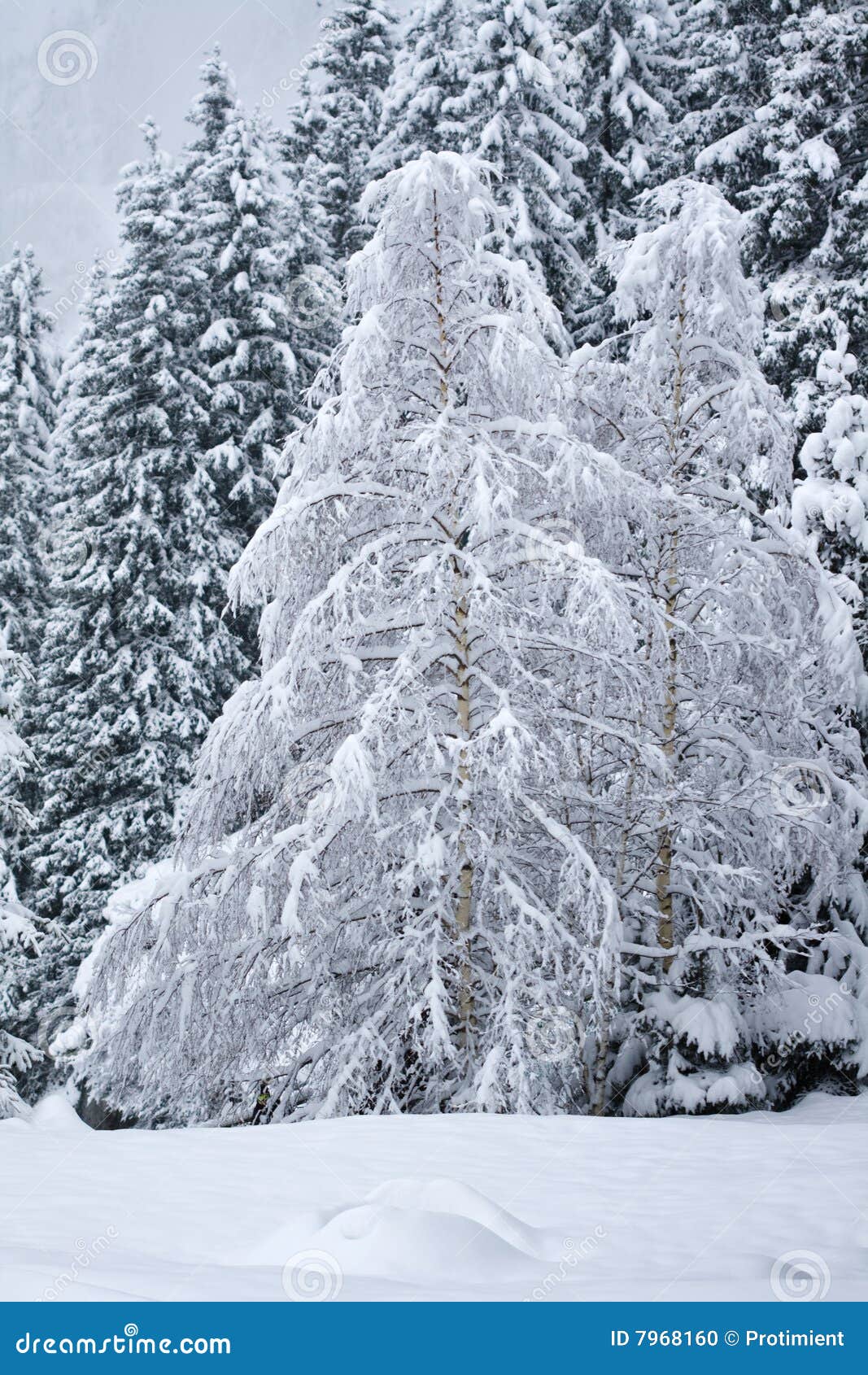 Snow covered birch trees stock photo. Image of forest - 7968160