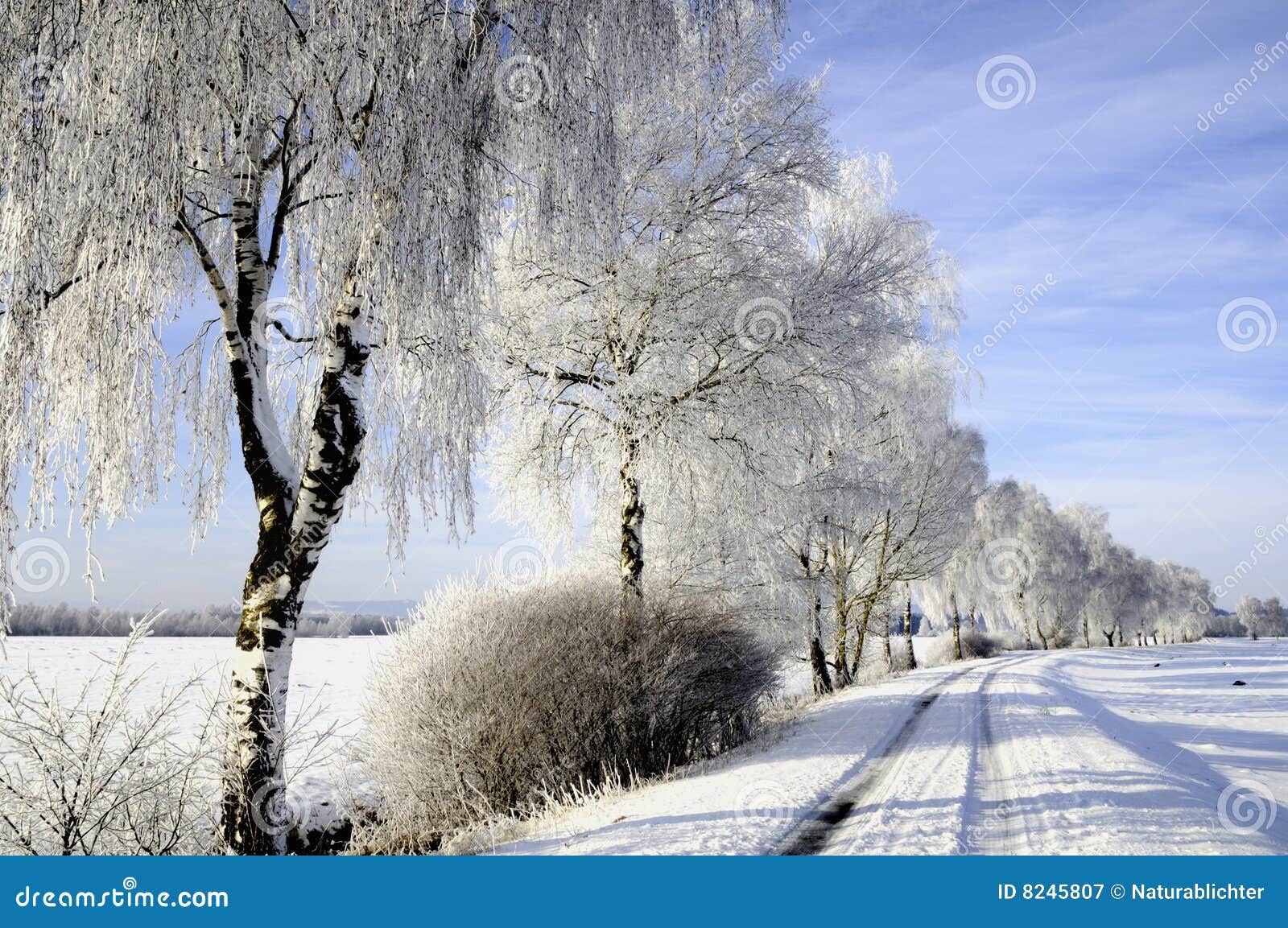 Snow covered birch trees stock image. Image of snowy, freezing - 8245807