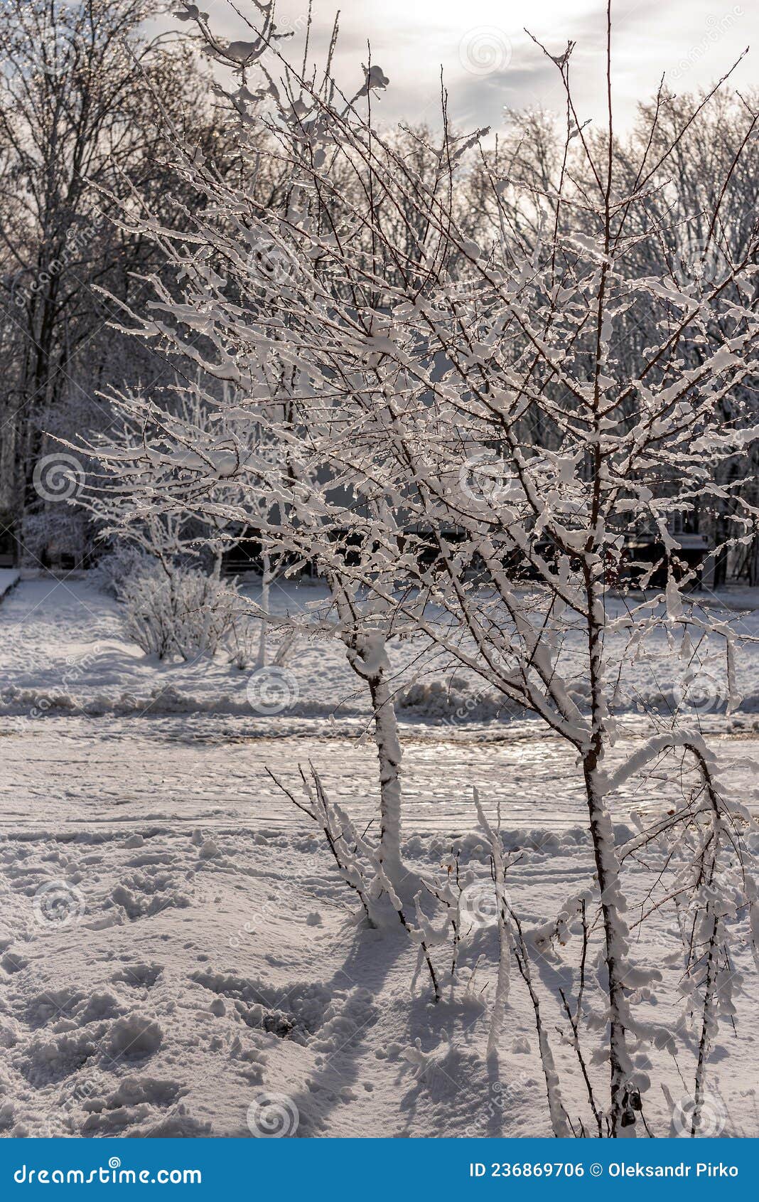 Snow Covered Birch in Winter. Idyllic Winter Scene with Two Young Trees ...