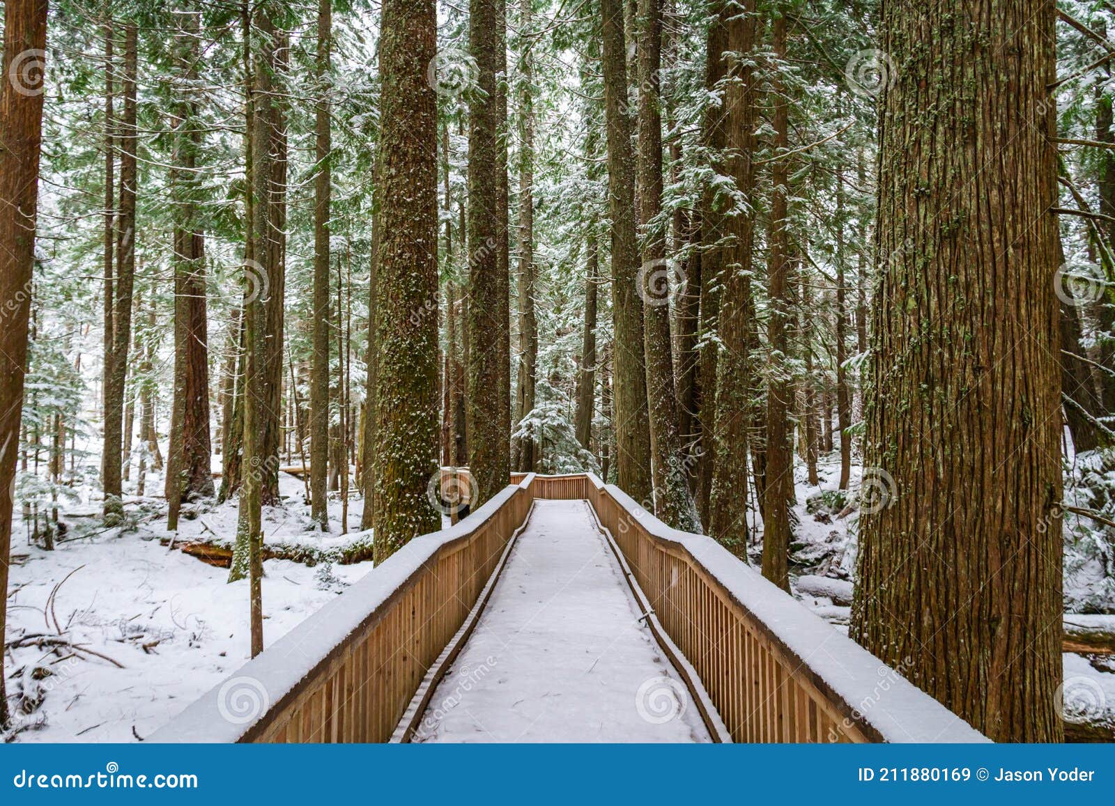 A Snow Covered Boardwalk through a Forest Stock Image - Image of ...