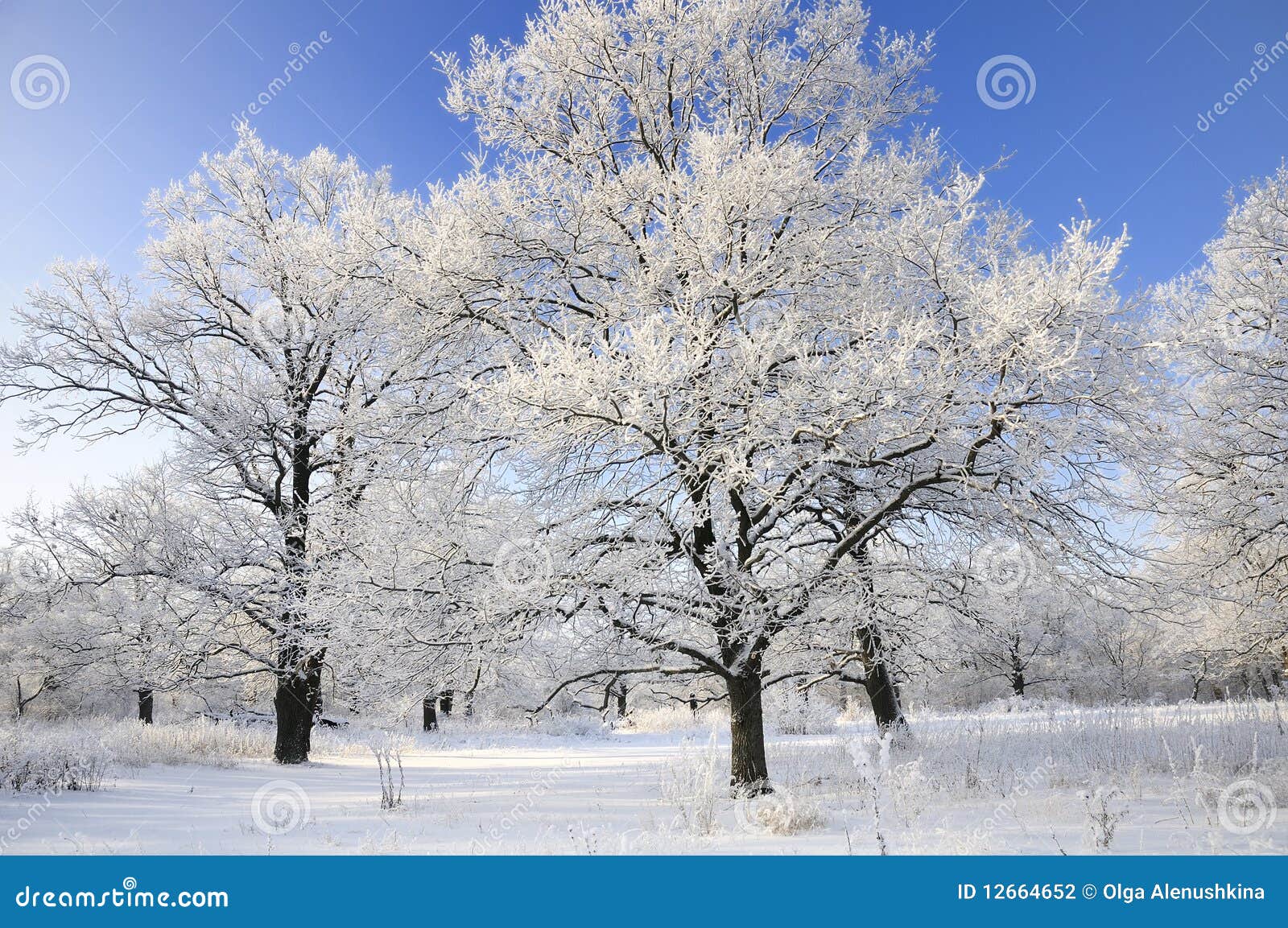 Snow-covered Bomen in De Winter Stock Foto - Image of hemel, blauw ...