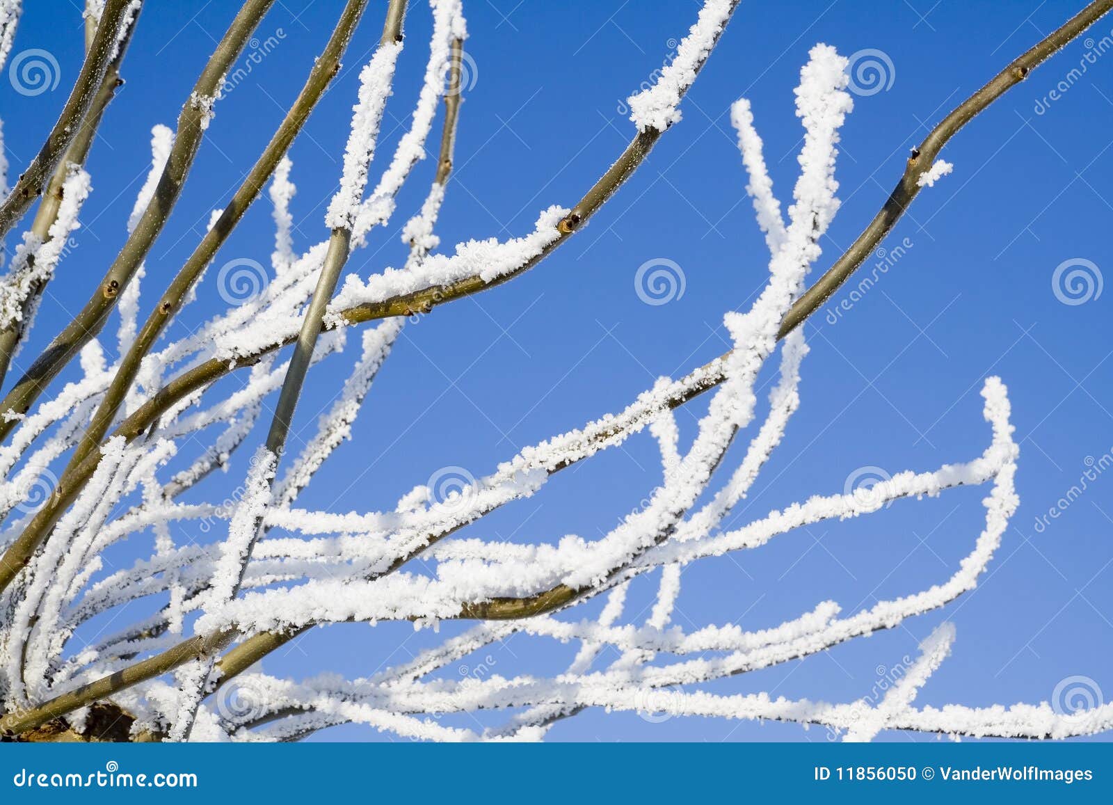 Snow covered branch stock photo. Image of freshness, chill - 11856050