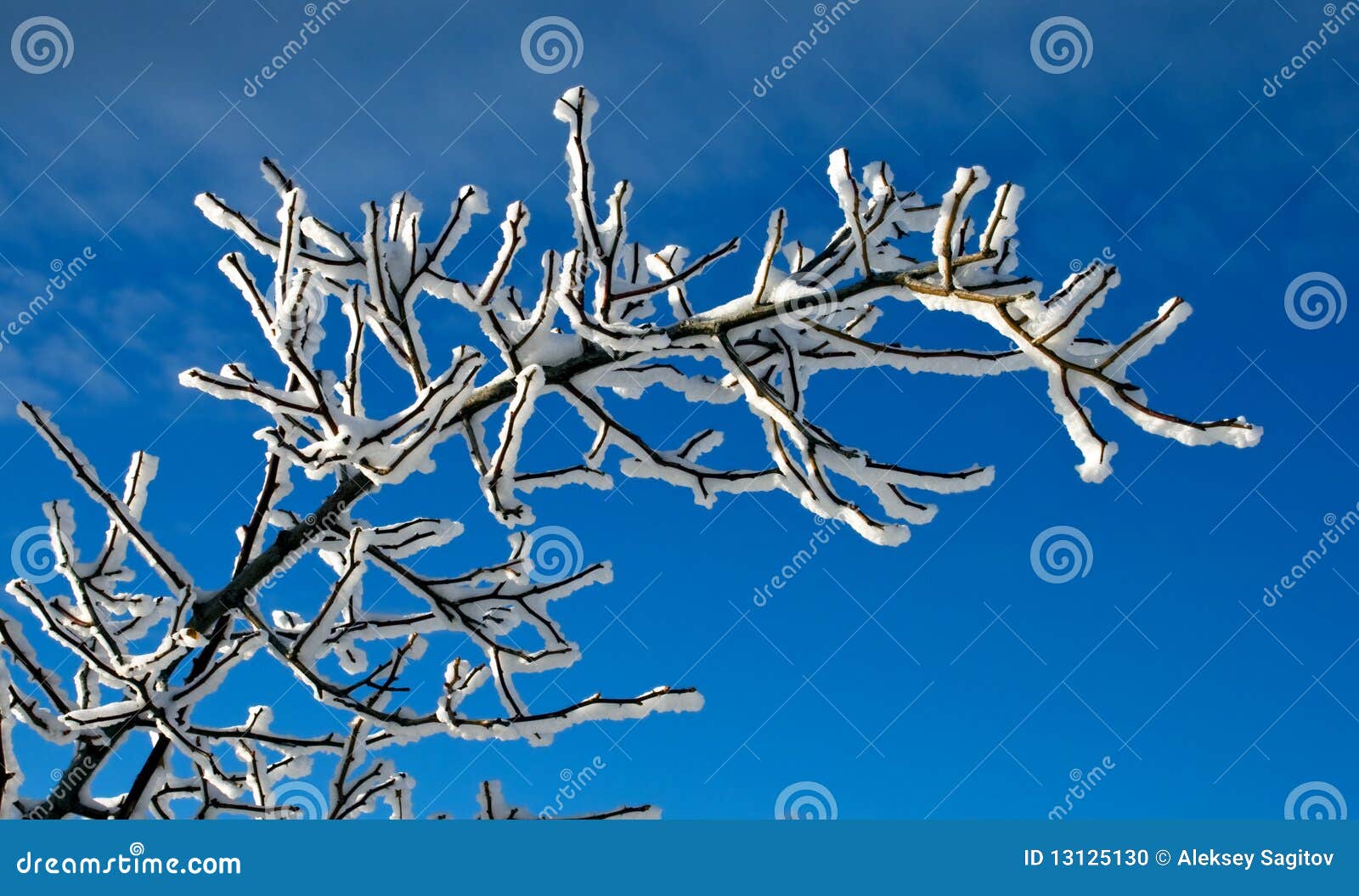 Snow-covered branch stock photo. Image of rural, clear - 13125130