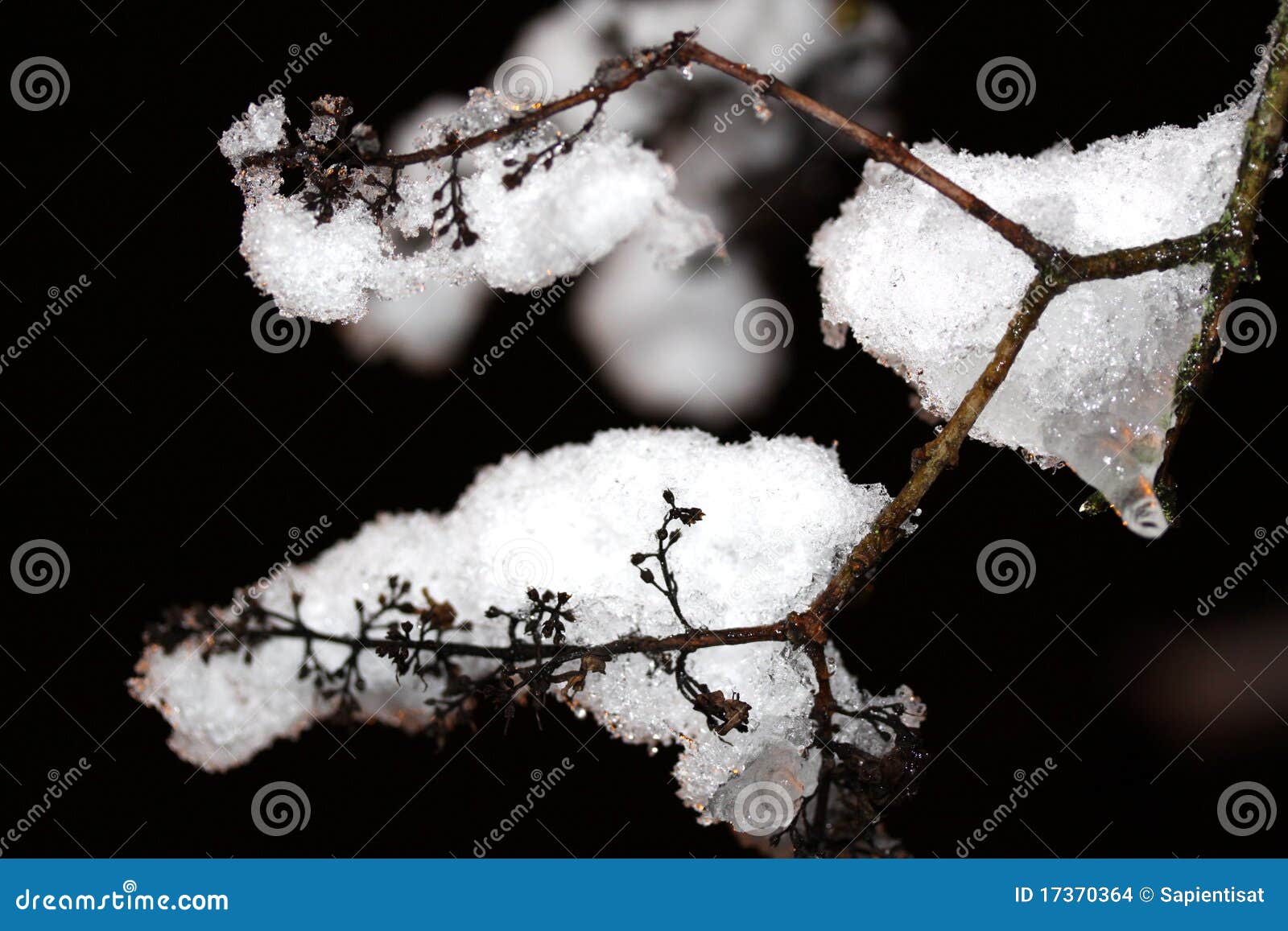 Snow covered branch stock photo. Image of cold, forest - 17370364