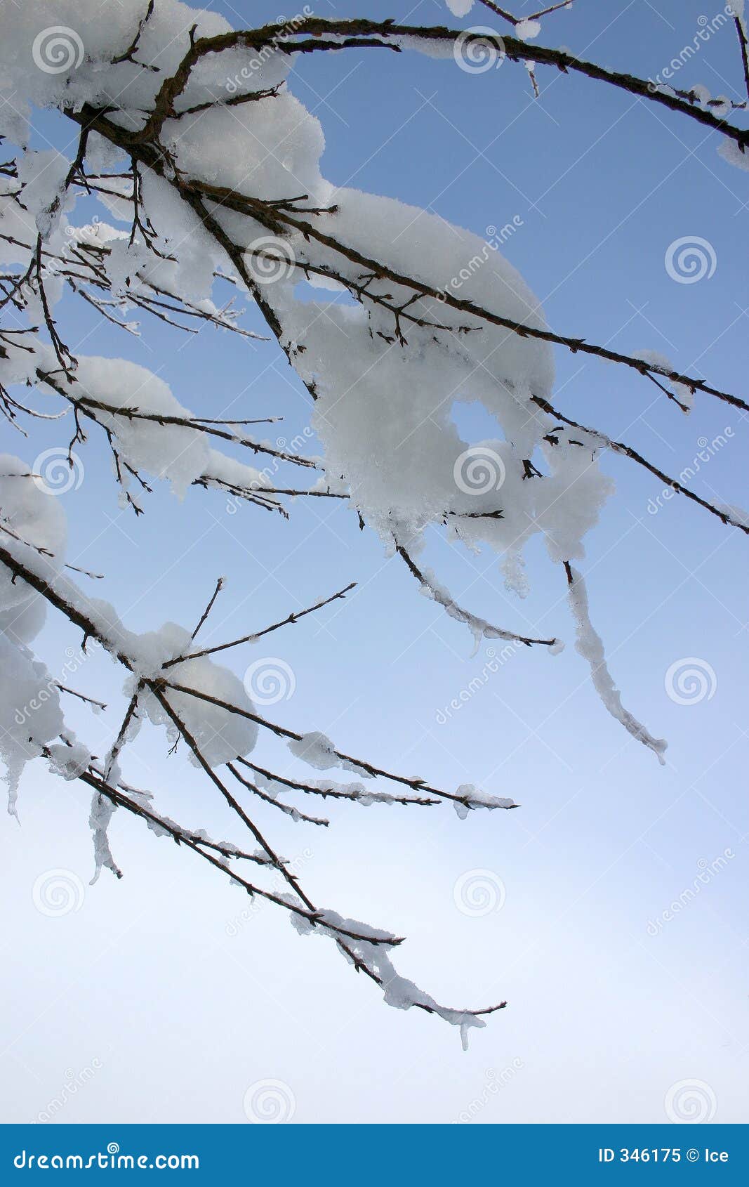Snow covered branch stock image. Image of frost, covered - 346175