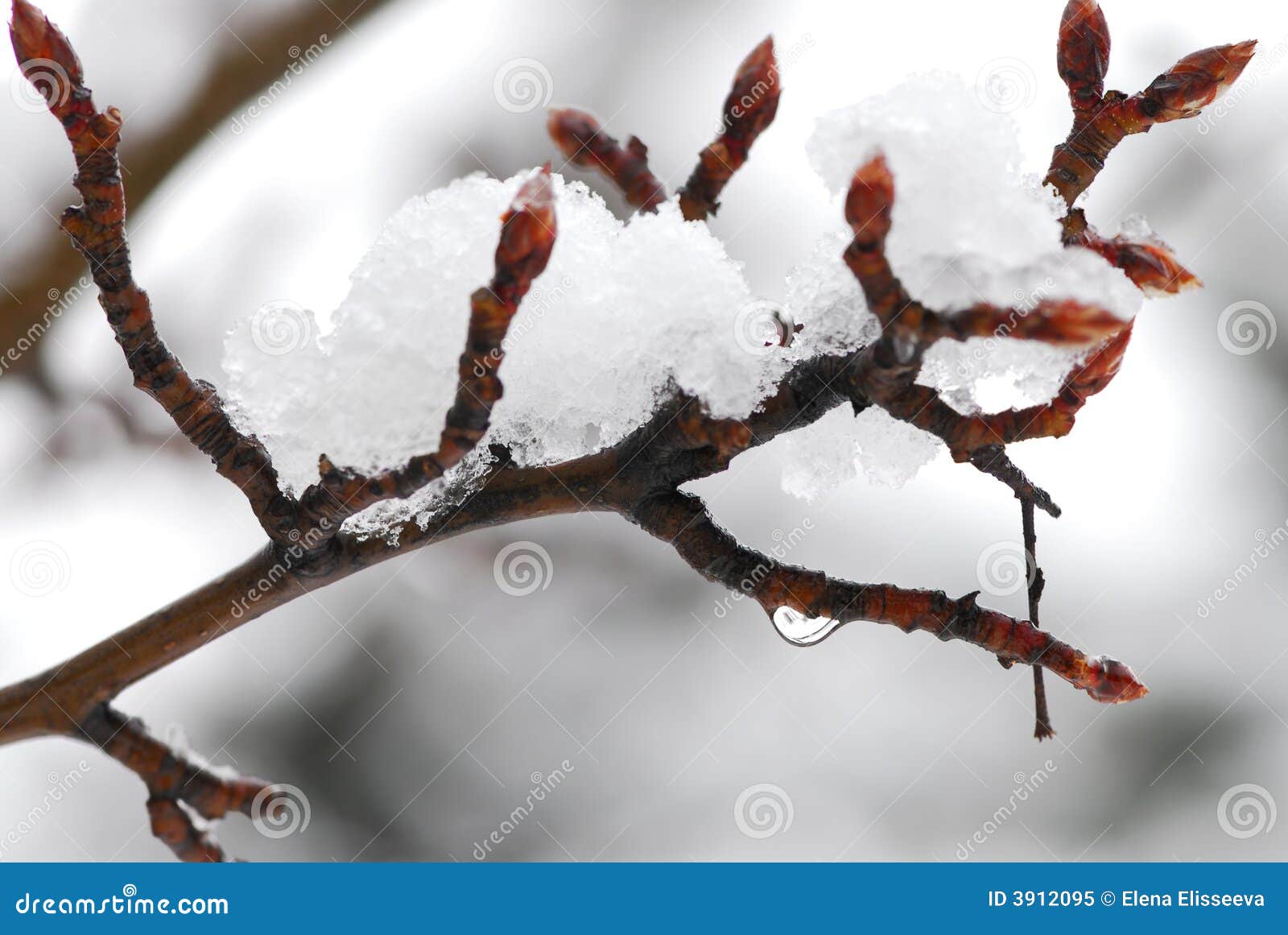 Snow covered branch stock image. Image of macro, branches - 3912095