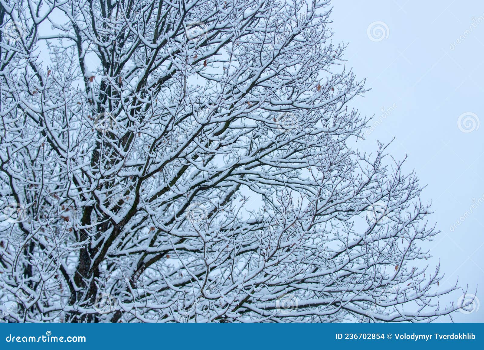 Snow Covered Branch Against Snowy Background. Tree Branch in Snow ...