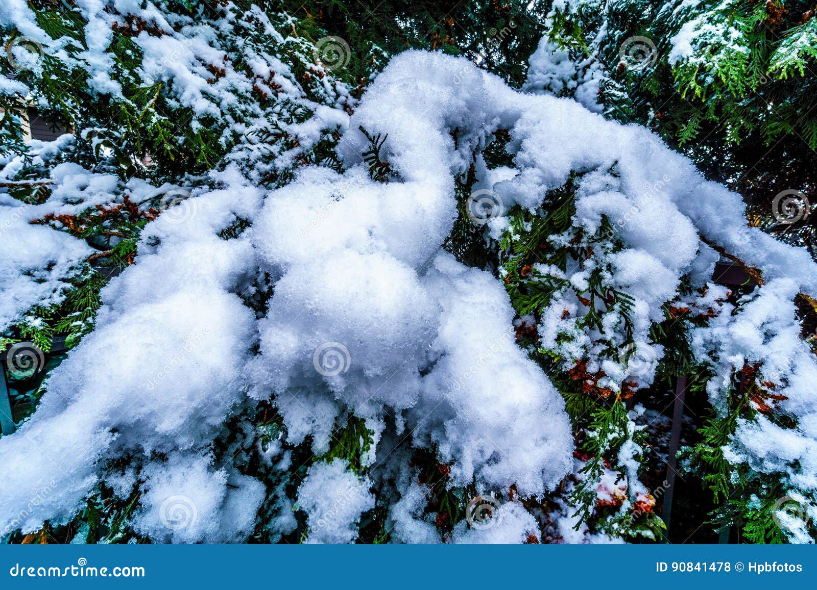 Snow Covered Branch of a Cedar Tree Stock Photo - Image of loaded ...