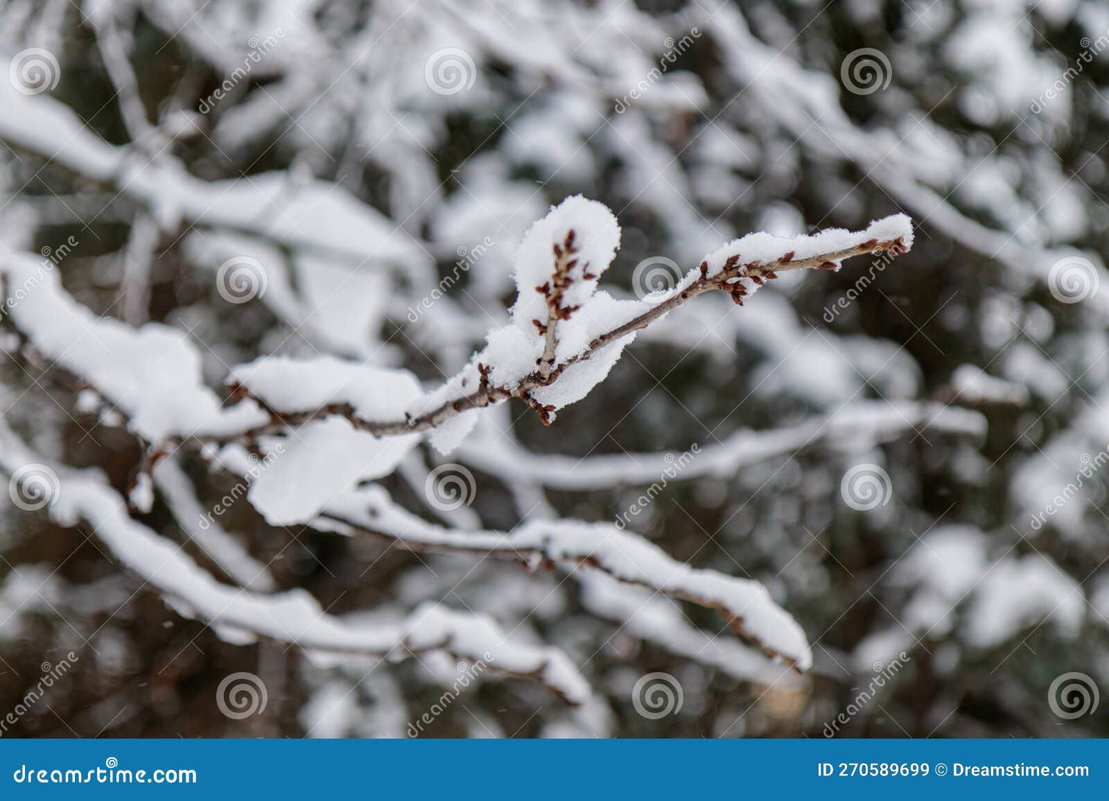 Snow covered branch stock image. Image of flower, cold - 270589699
