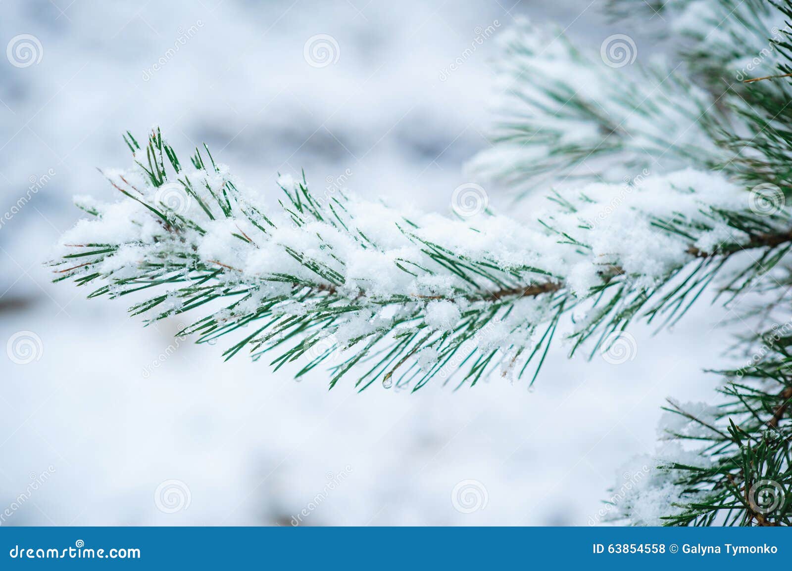 Snow-covered Branch of a Pine in Winter Park Stock Photo - Image of ...