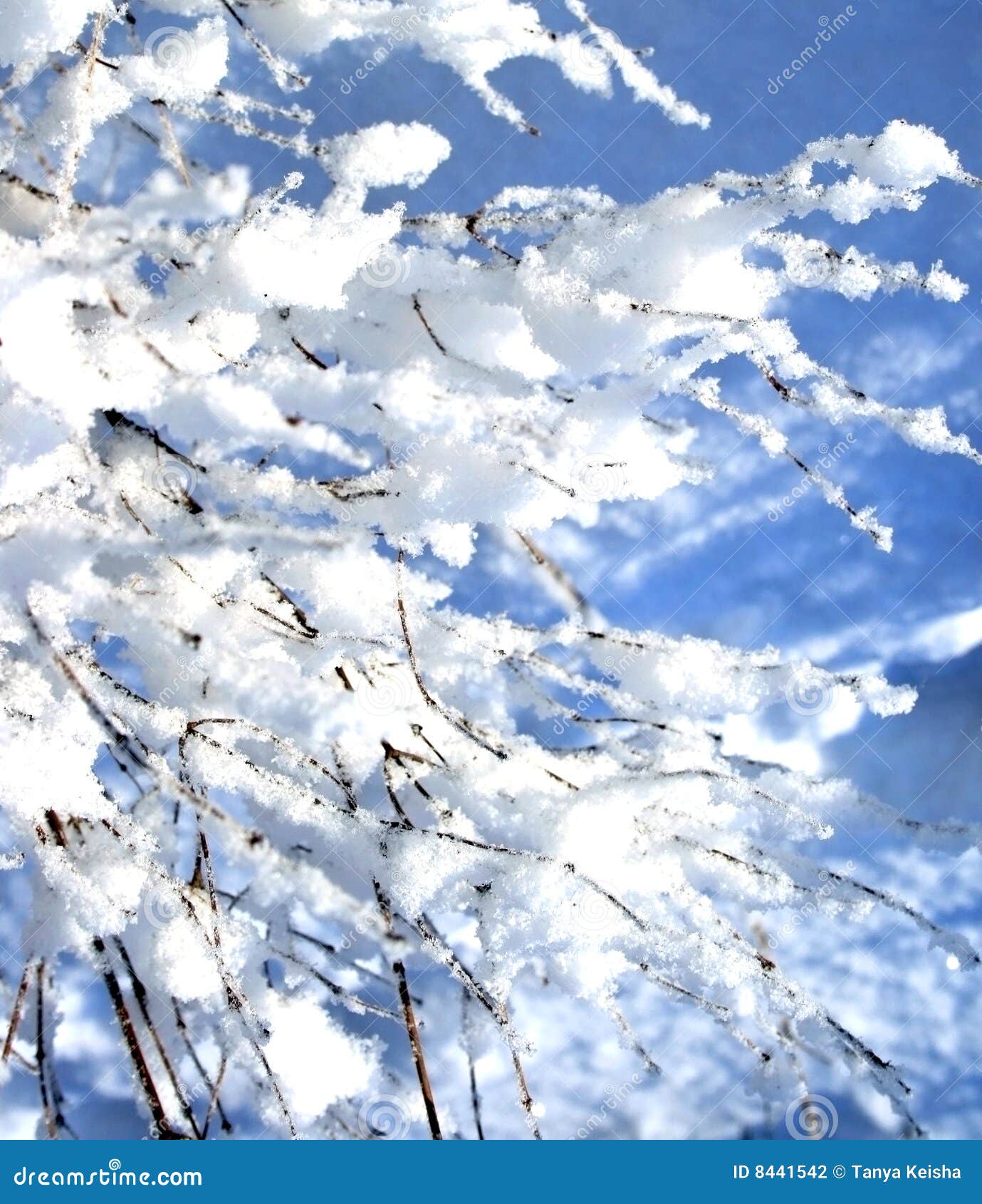 Snow Covered Branch in Winter Stock Photo - Image of december, daylight ...