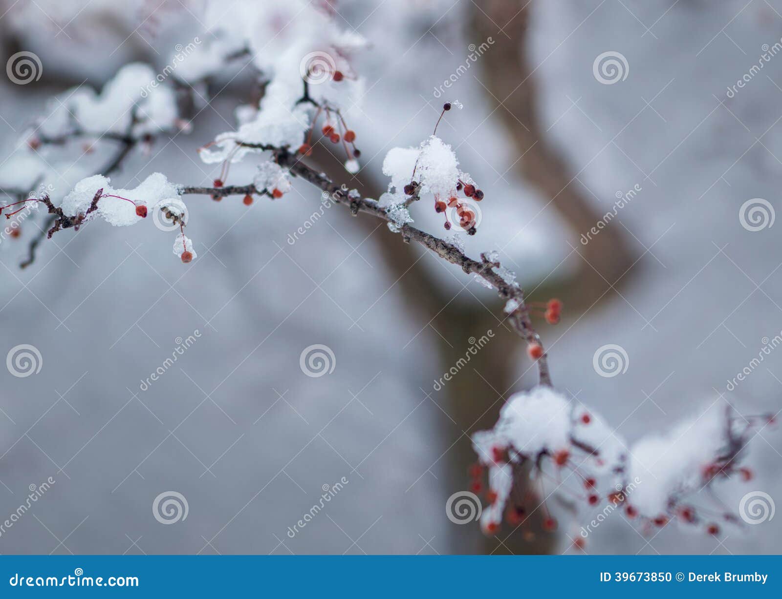 Snow Covered Branch in Winter Stock Photo - Image of branch, bush: 39673850
