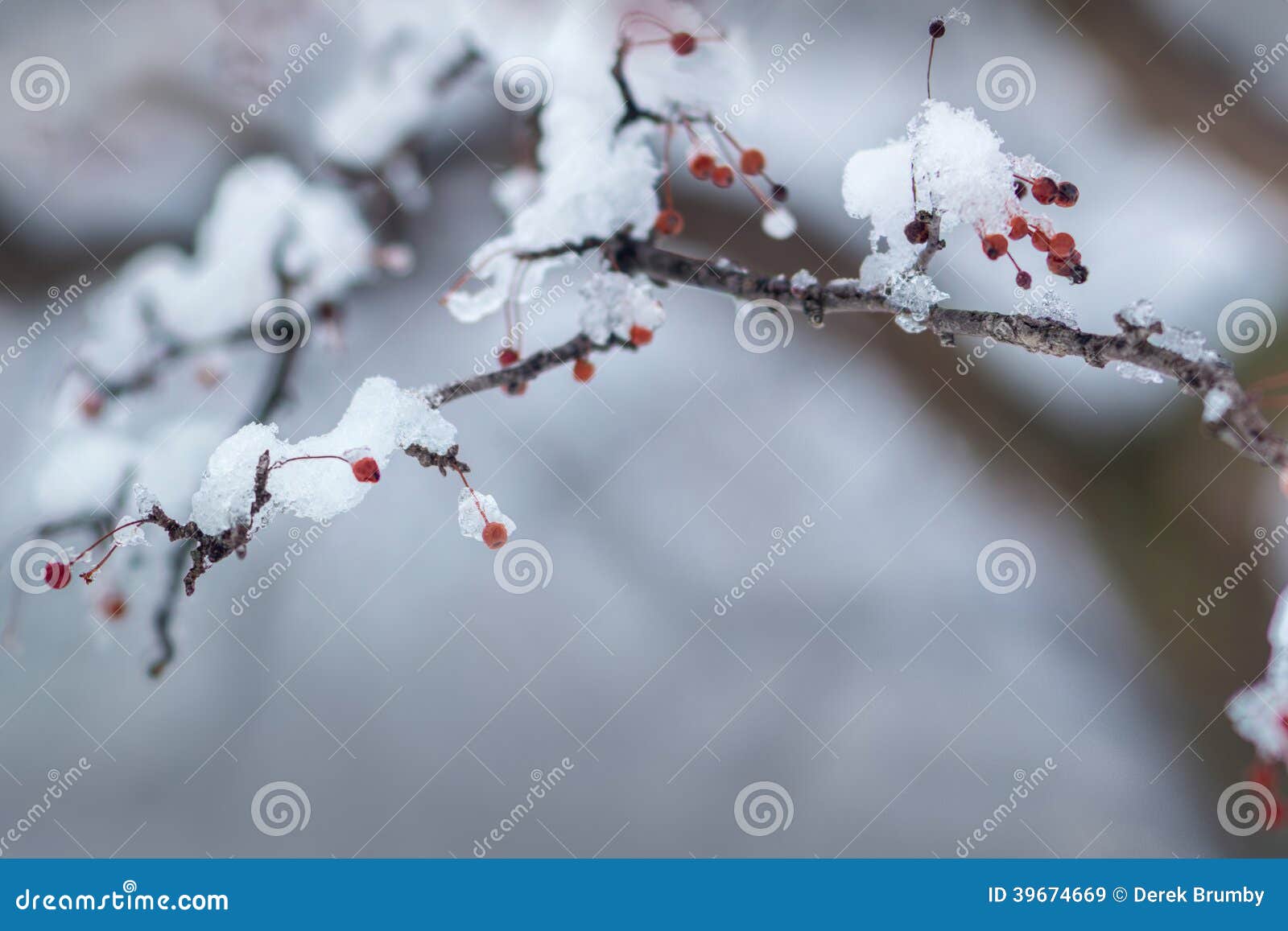 Snow Covered Branch in Winter Stock Image - Image of snow, cold: 39674669