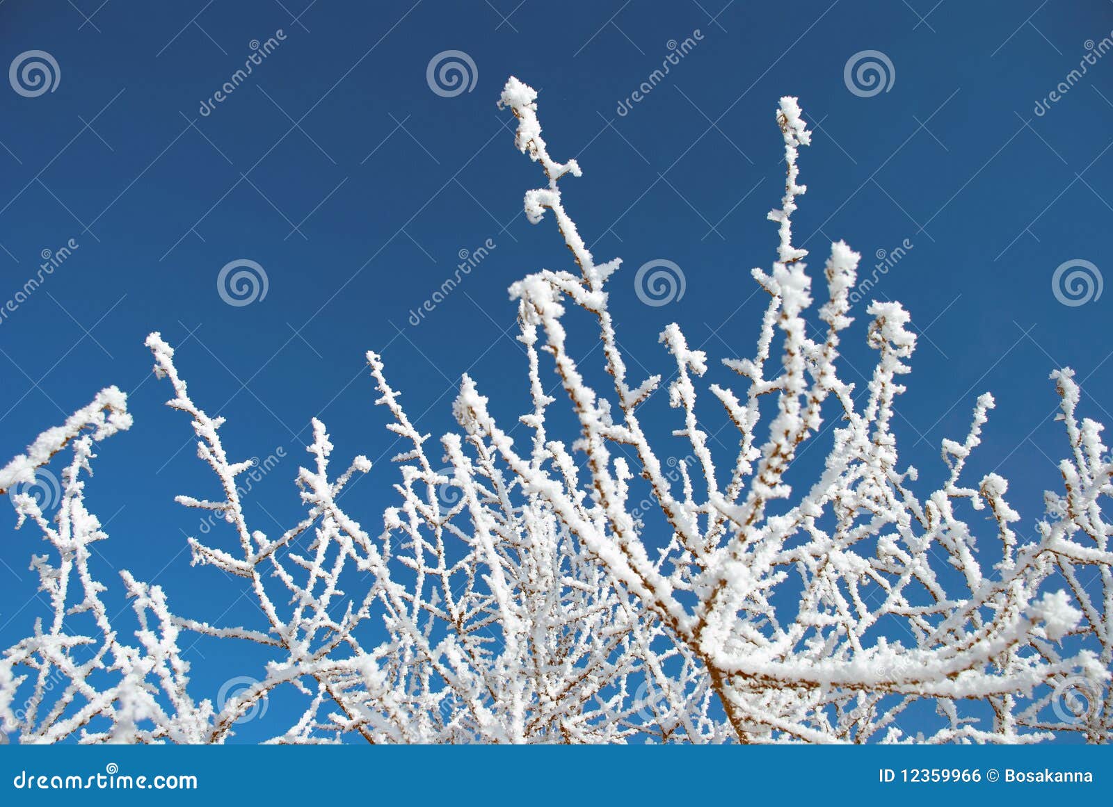 Snow covered branches stock photo. Image of park, outdoors - 12359966