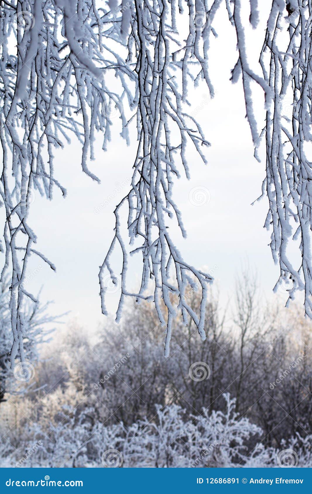 Snow-covered branches stock image. Image of nordic, holiday - 12686891