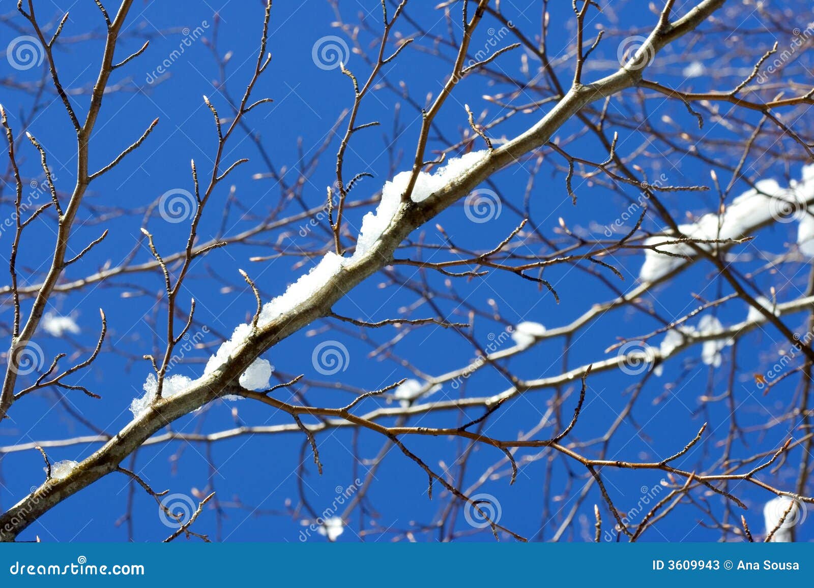 Snow Covered Branches stock image. Image of cool, arctic - 3609943