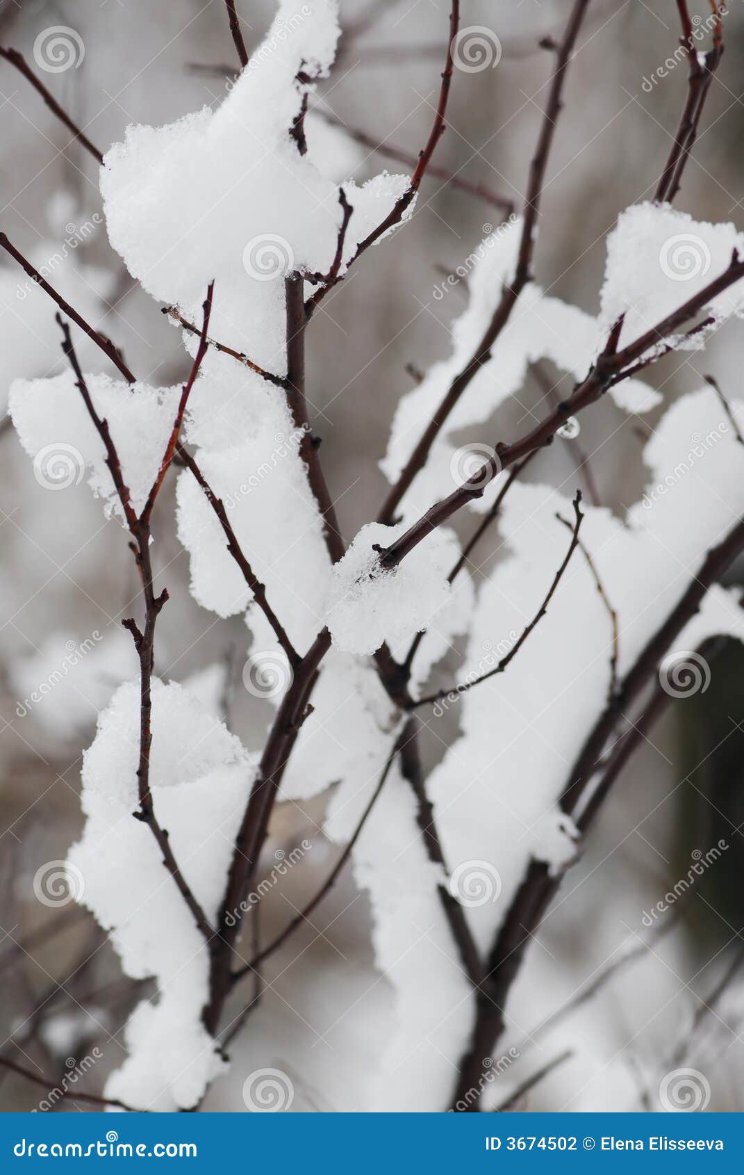Snow covered branches stock photo. Image of season, snowflake - 3674502