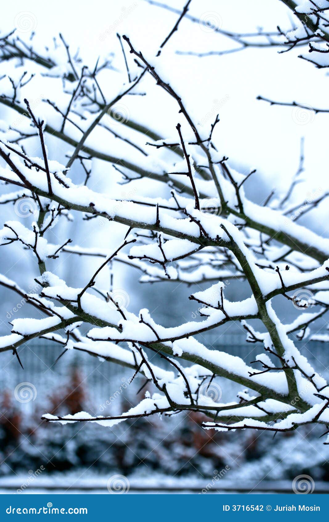 Snow covered branches stock photo. Image of tranquility - 3716542