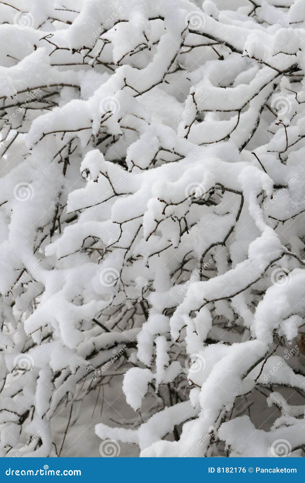 Snow covered branches stock photo. Image of branches, contrast - 8182176