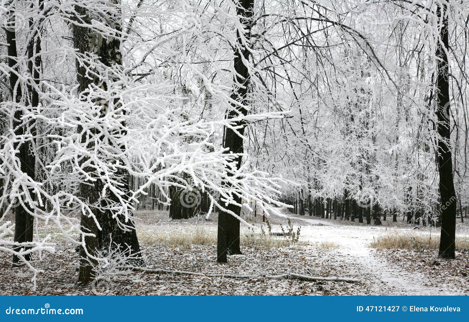 Snow Covered Branches in the Autumn Forest Stock Image - Image of ...