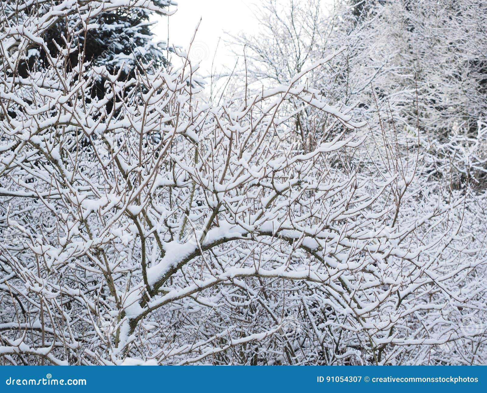 Snow Covered Branches Picture. Image: 91054307