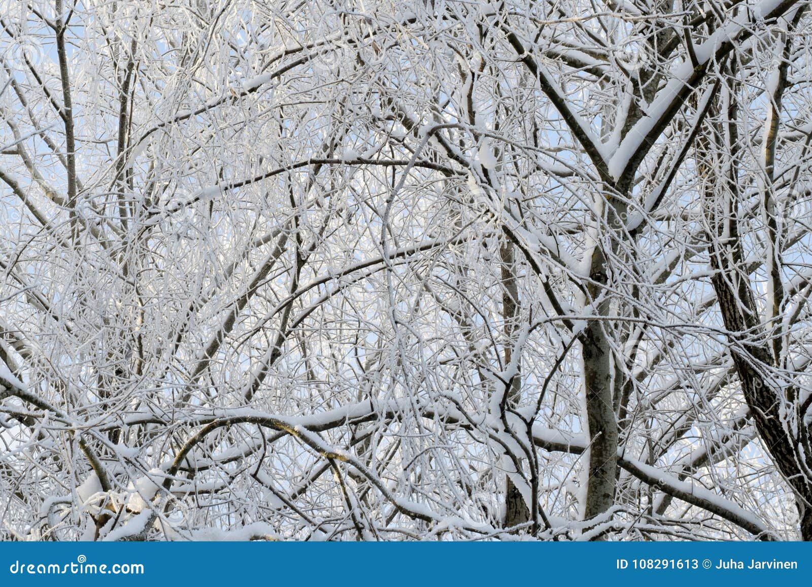 Snow covered branches stock image. Image of branch, winter - 108291613