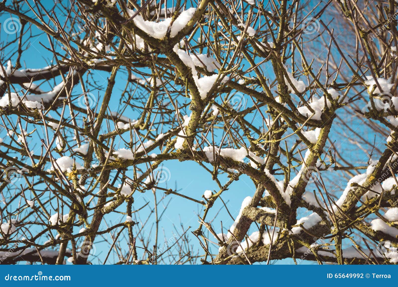 Snow-covered Branches of a Tree Stock Photo - Image of branches ...