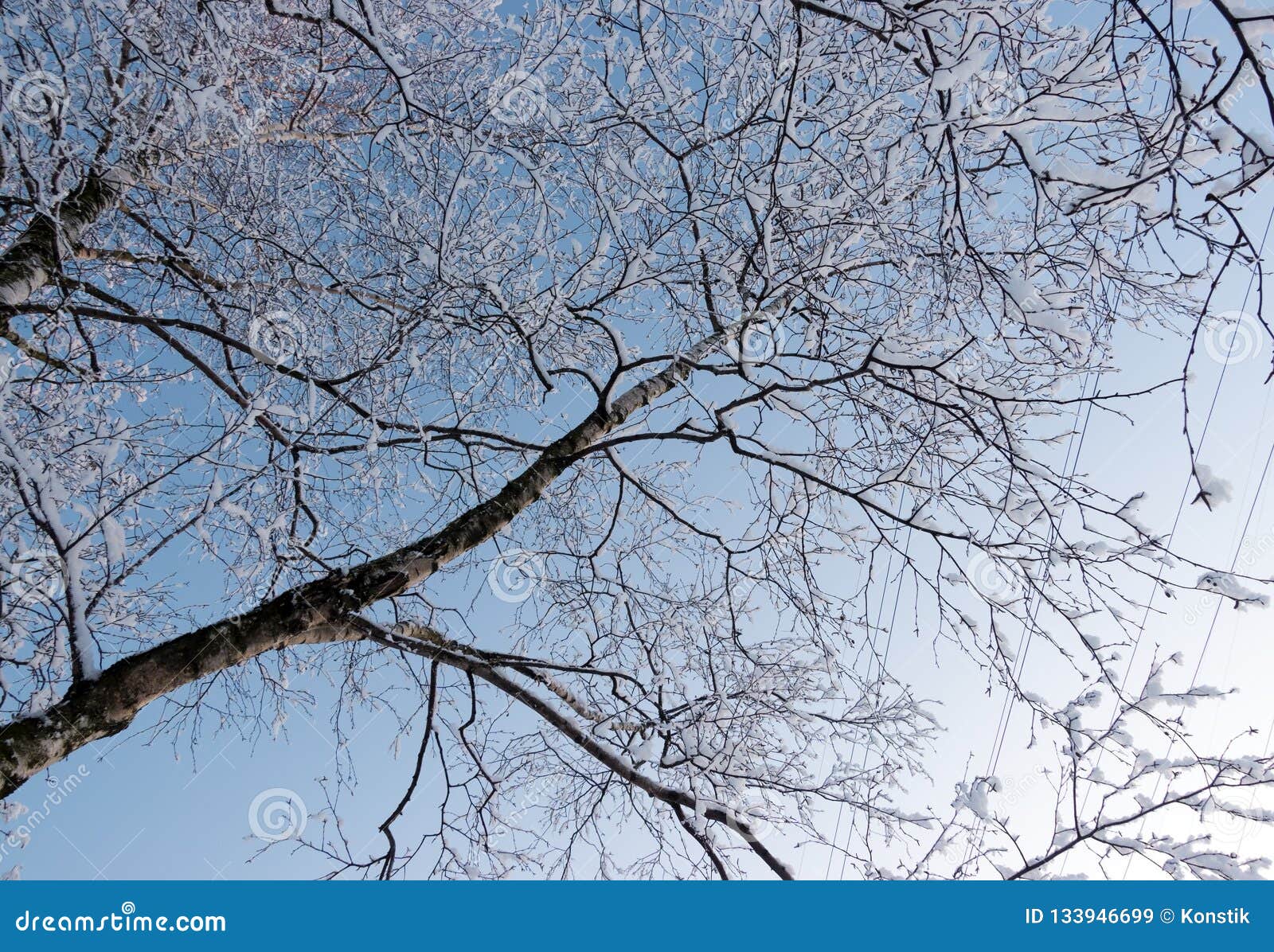 Snow Covered Branches of Tree on Sky Background Stock Image - Image of ...