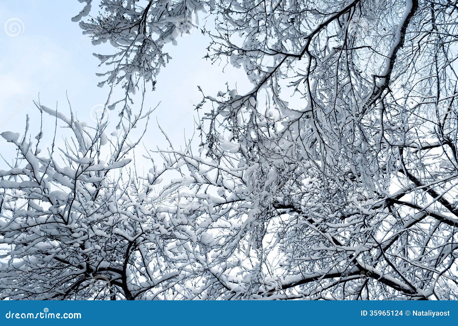 Snow-covered Branches of Trees Stock Photo - Image of bright, frost ...