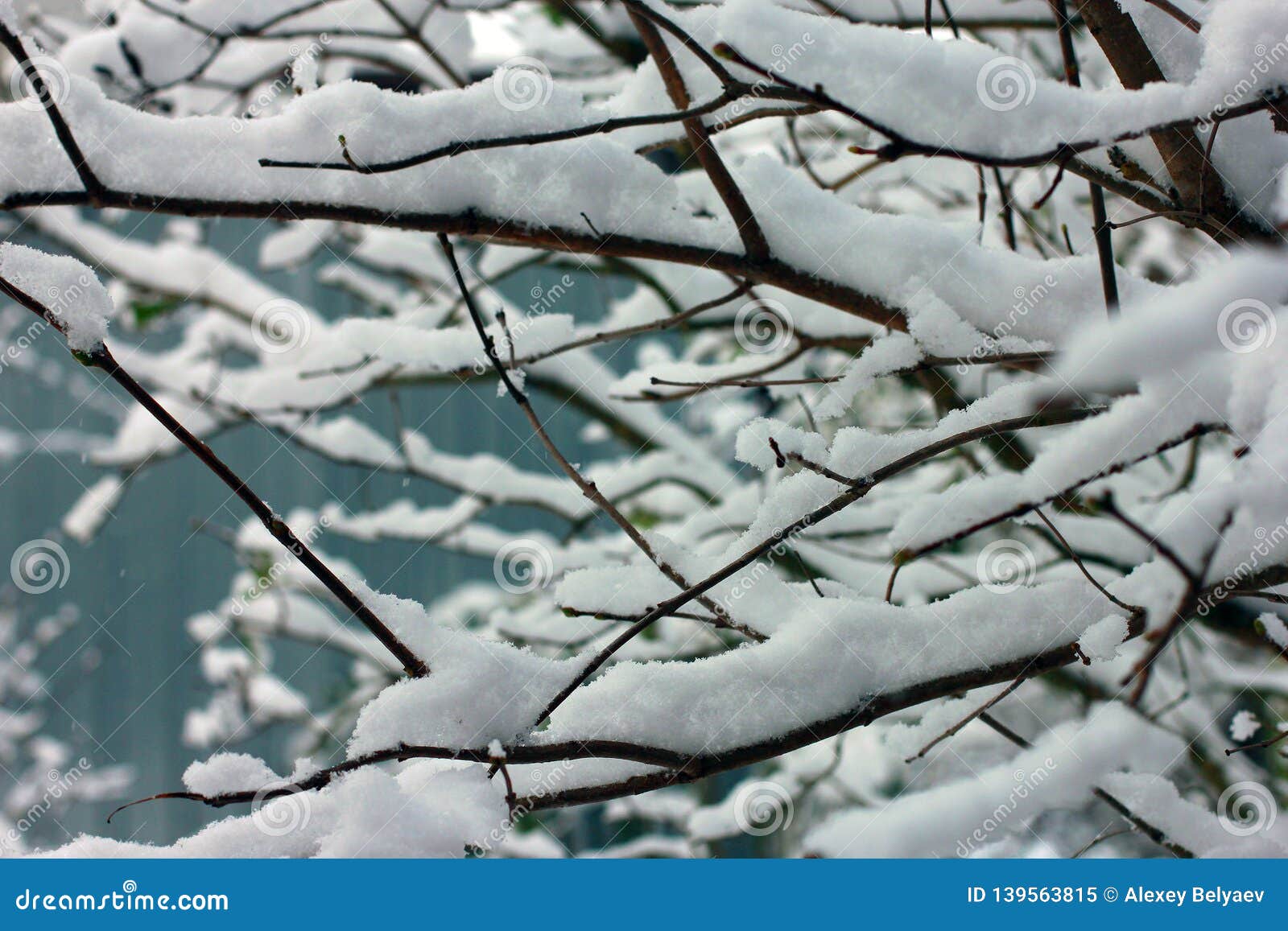 Snow-covered Branches of Trees in the Snow in Winter Stock Image ...
