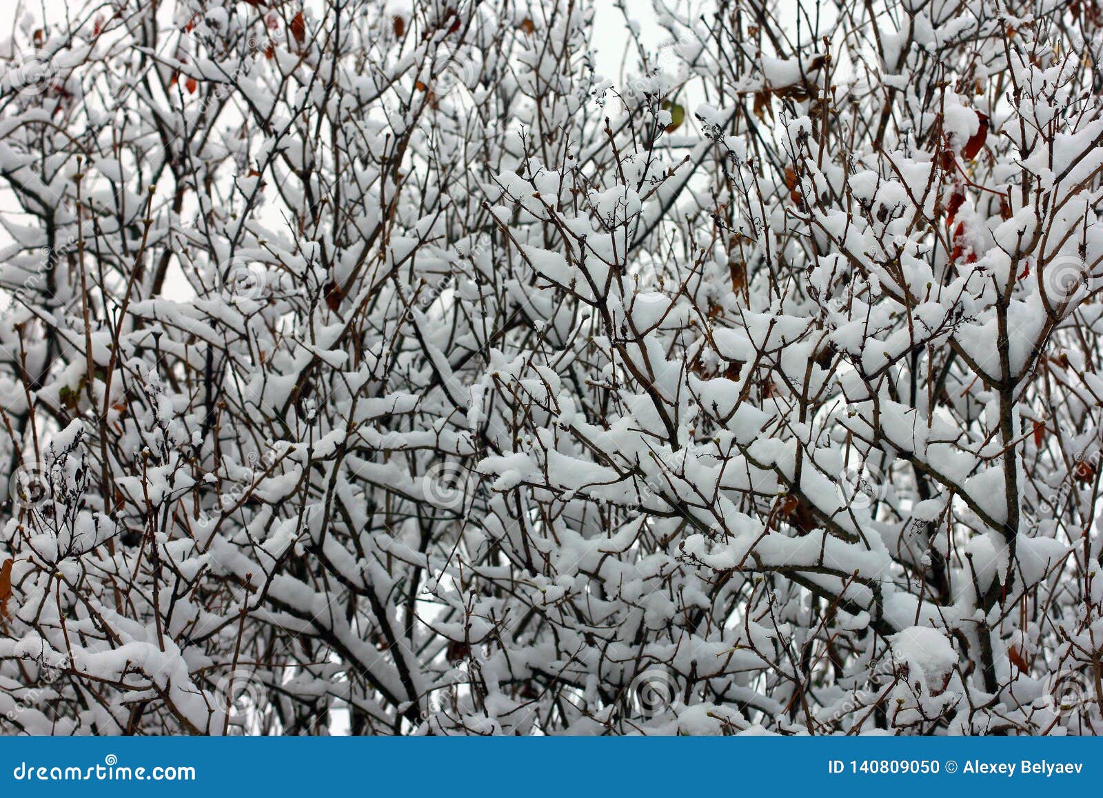 Beautiful Snow-covered Branches of Trees in the Snow in Winter Stock ...