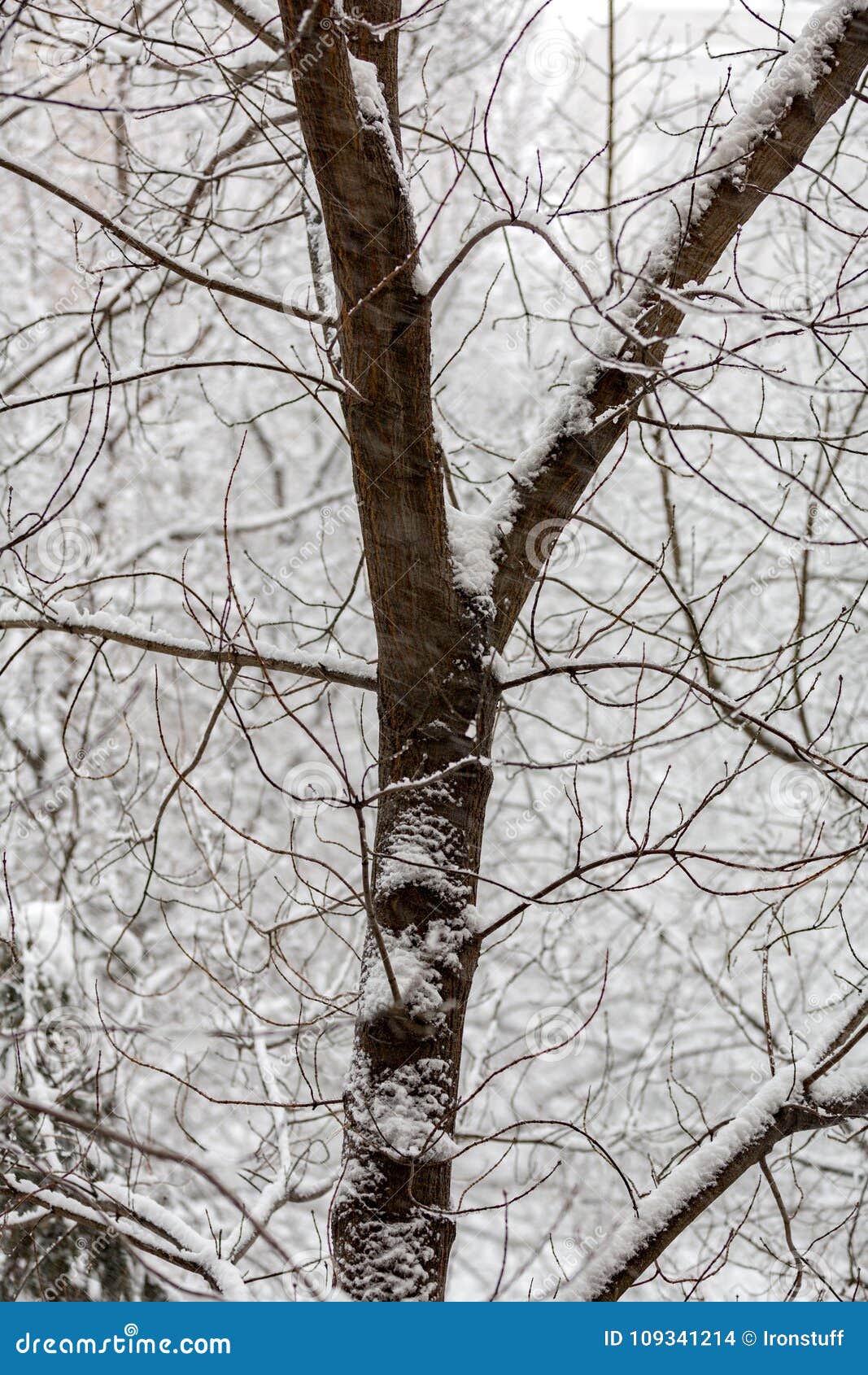 Tree branches in the snow stock photo. Image of season - 109341214