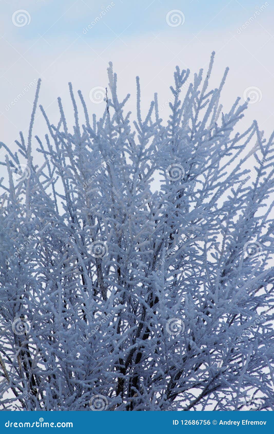 Snow covered bush stock photo. Image of backgrounds, park - 12686756