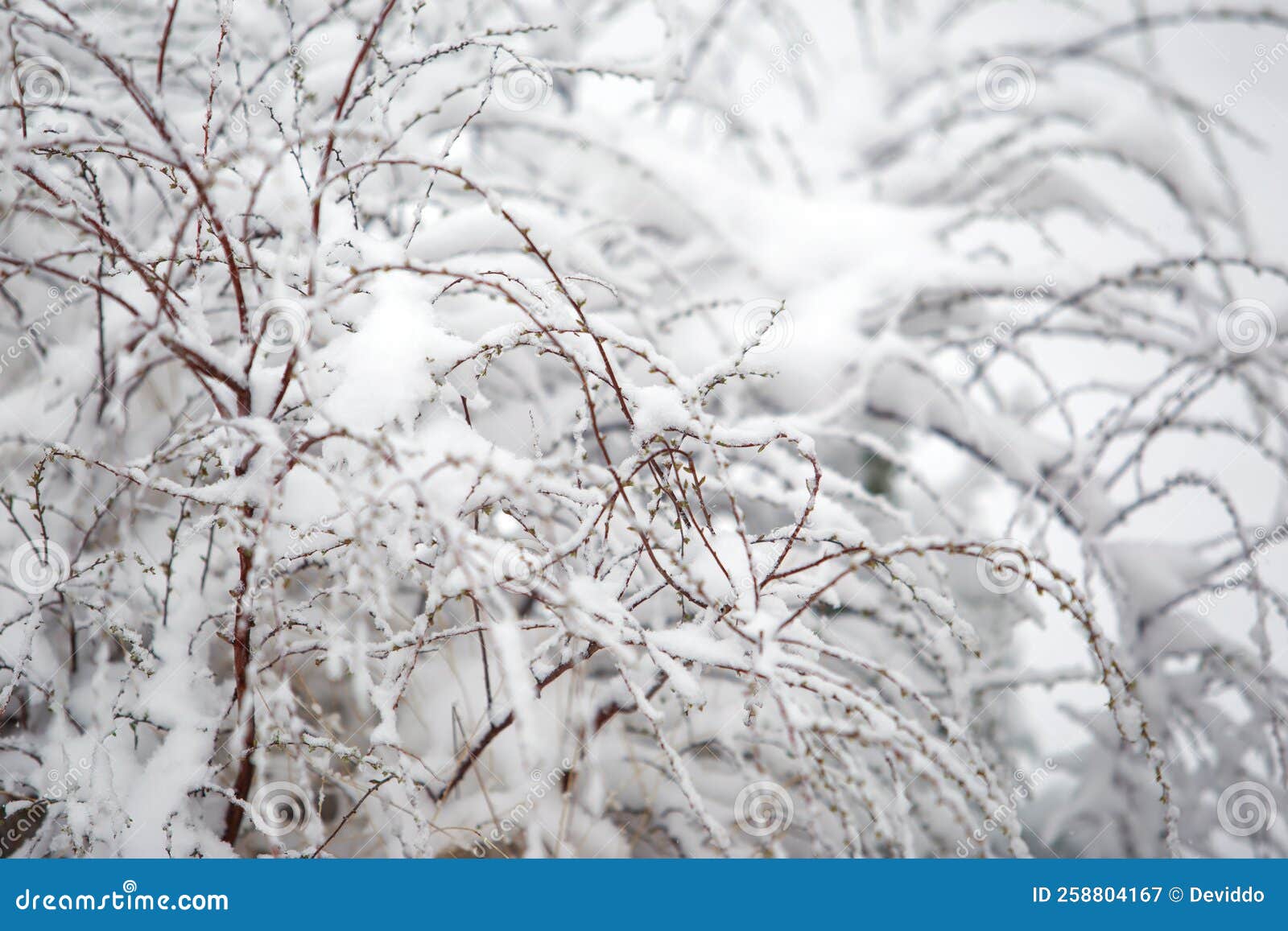 Snow covered bush branches stock image. Image of holiday - 258804167