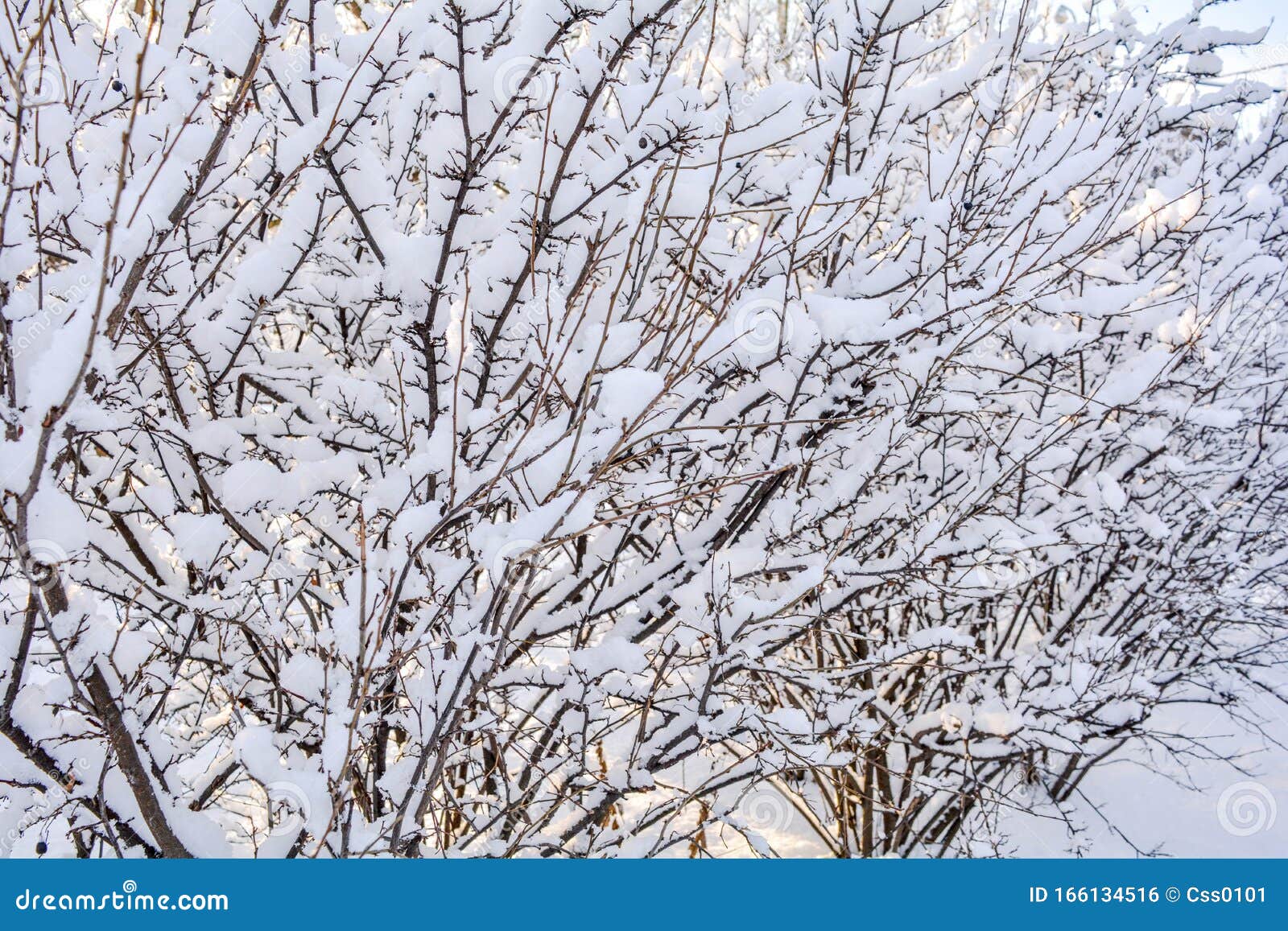 Snow Covered Bush Branches. Fluffy Snow on Tree Branches Stock Photo ...