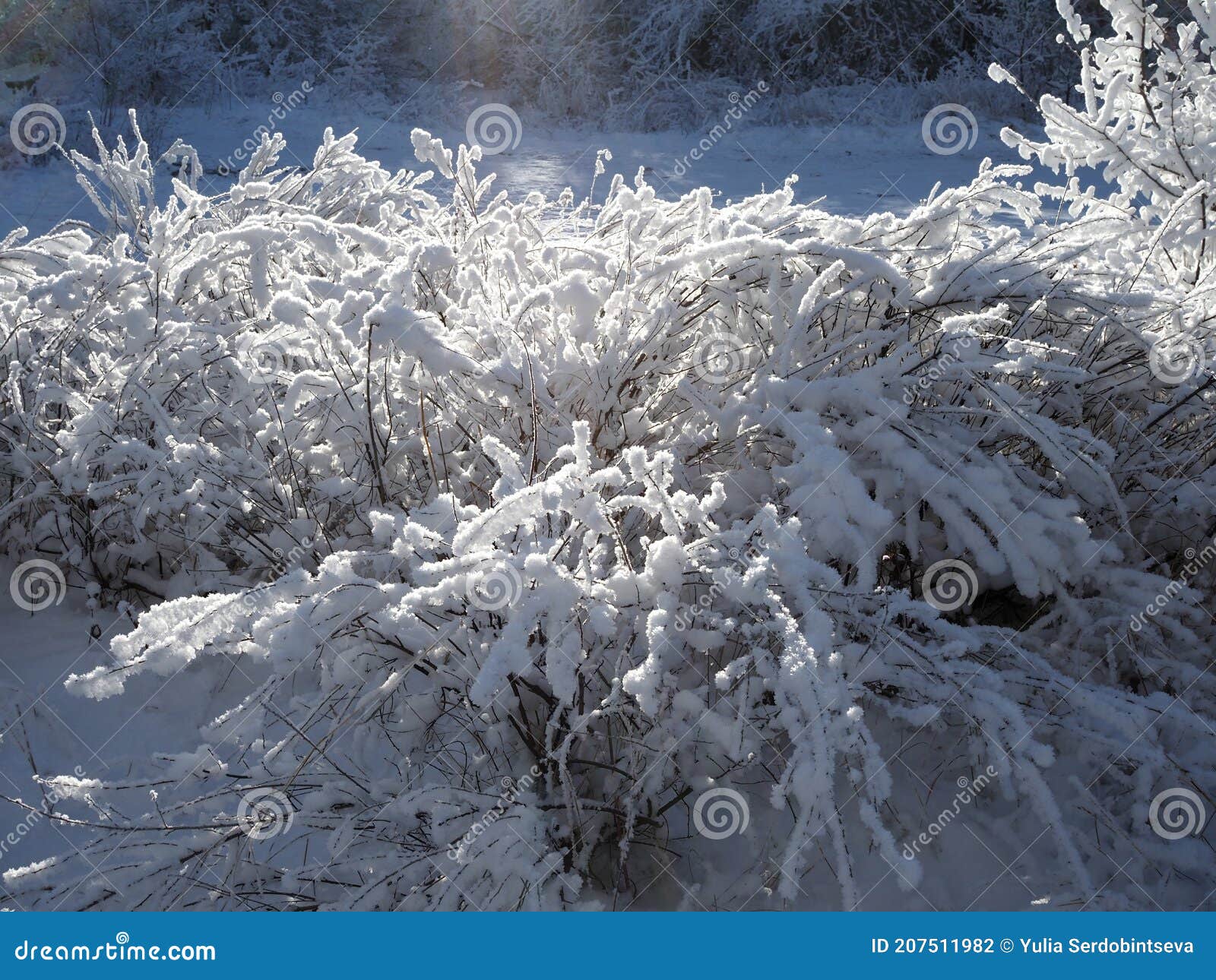 Snow Covered Bush and Deep Snow in Winter Park, Winter Background ...