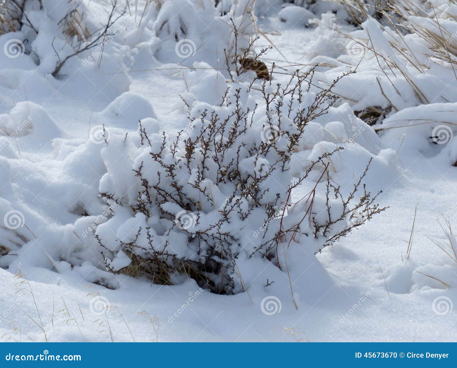 Snow Covered Bush stock photo. Image of bush, small, covered - 45673670