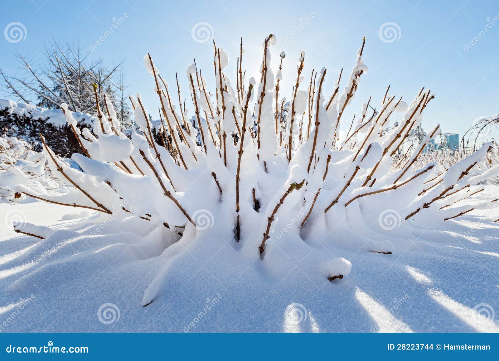 Snow Covered Bush in Front of Blue Sky Stock Photo - Image of nature ...