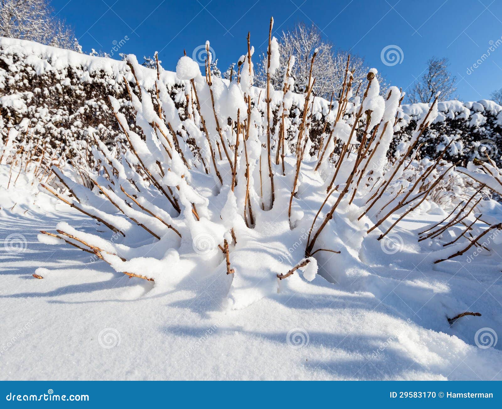 Snow Covered Bush in Front of Blue Sky Stock Photo - Image of rime ...