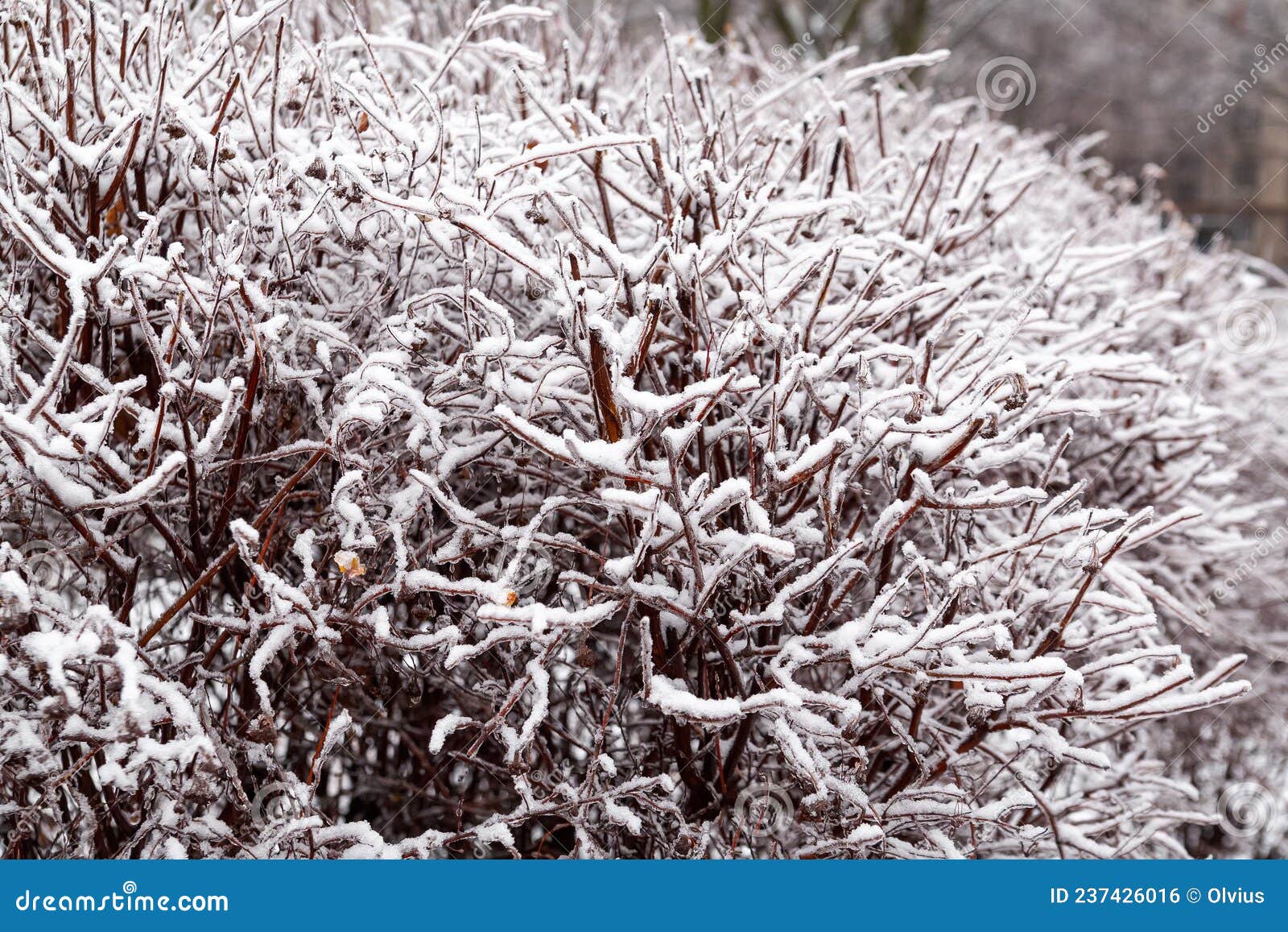 Snow Covered Bush. Snow Bush in the Park Stock Photo - Image of ...