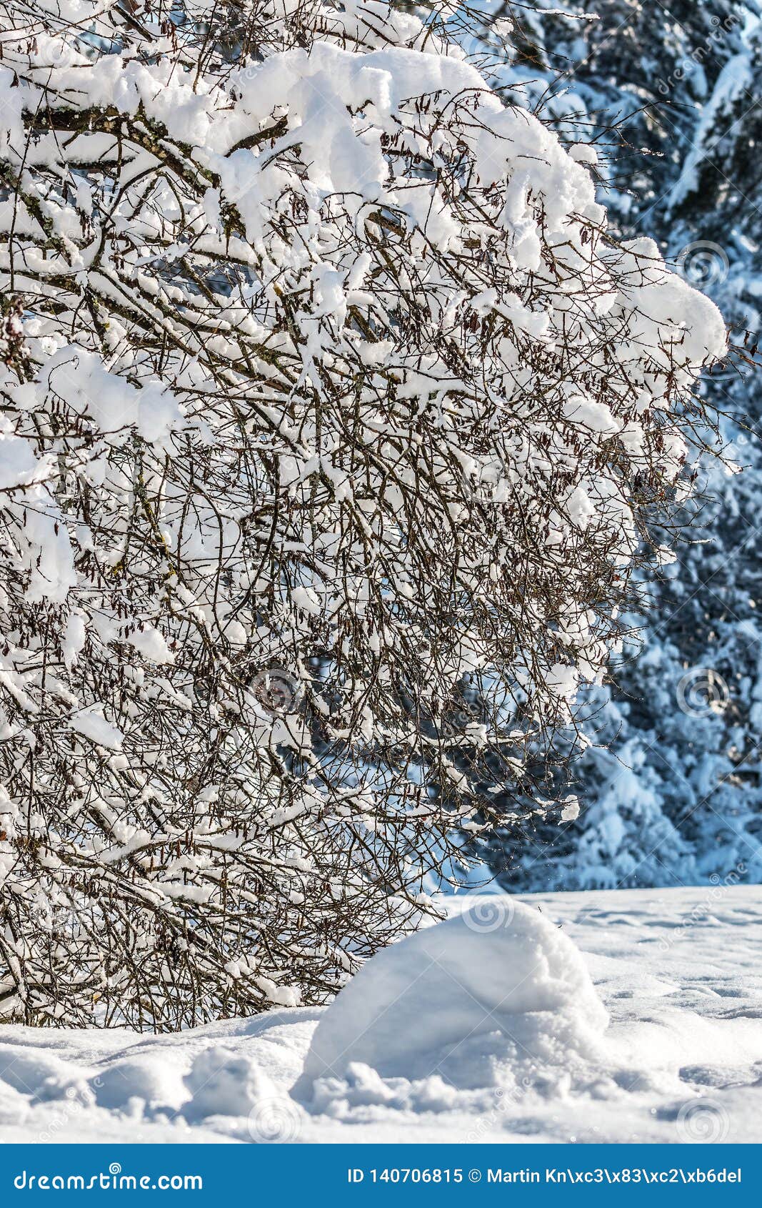 Snow Covered Bush in the Sun Stock Image - Image of bavaria, waldram ...