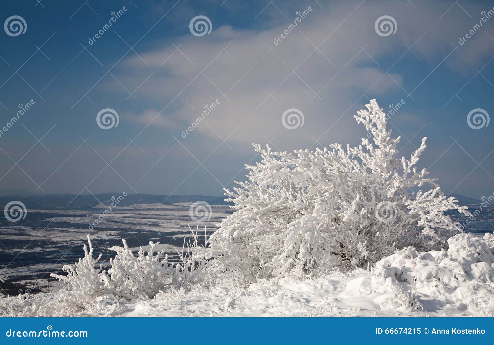 Snow-covered Bush on a Sunny Day Stock Image - Image of outdoors, light ...