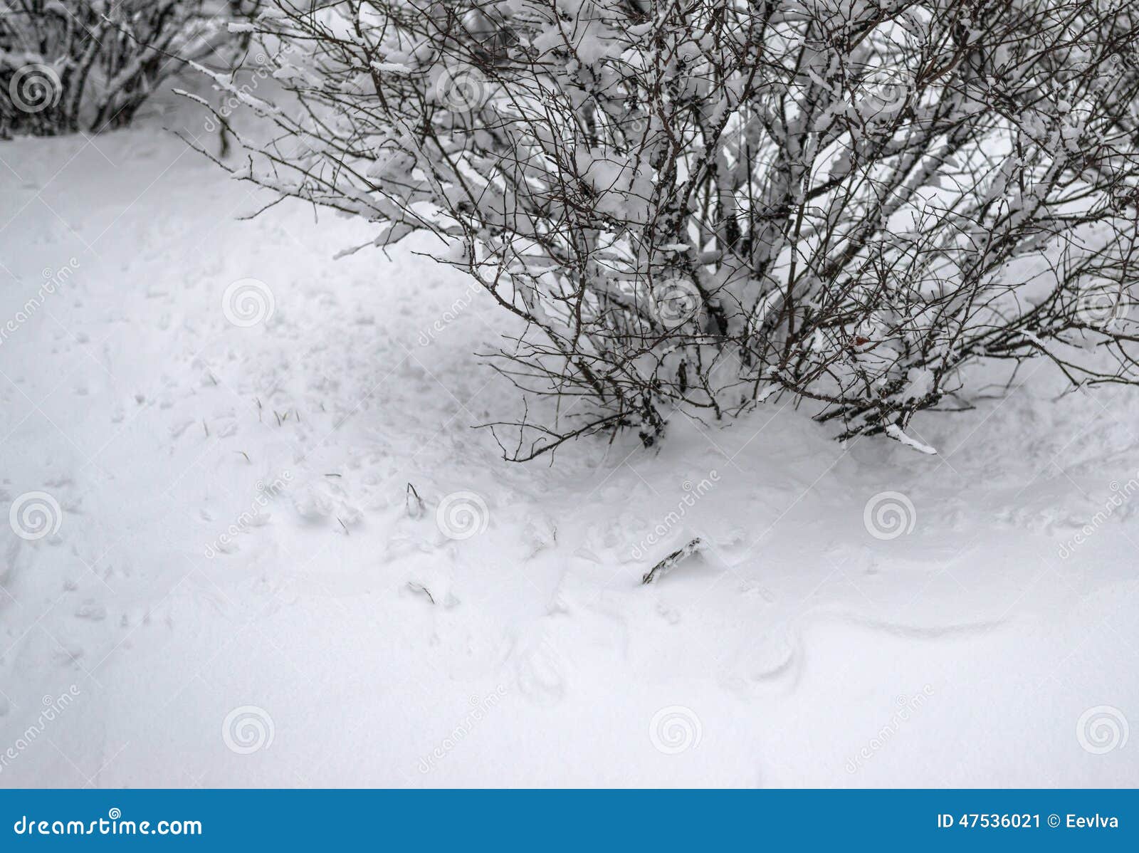 The Snow-covered Bushes in Park. Stock Image - Image of landscape ...